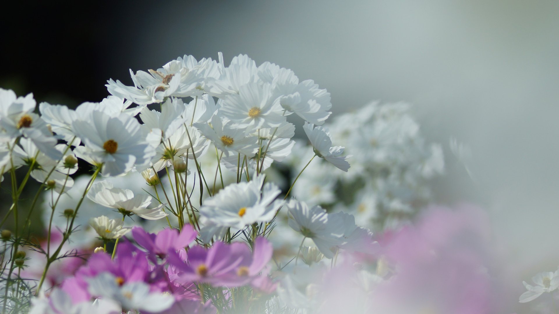 flower, Nature, Plant, Colorful, Beautiful, Flowers Wallpapers HD ...