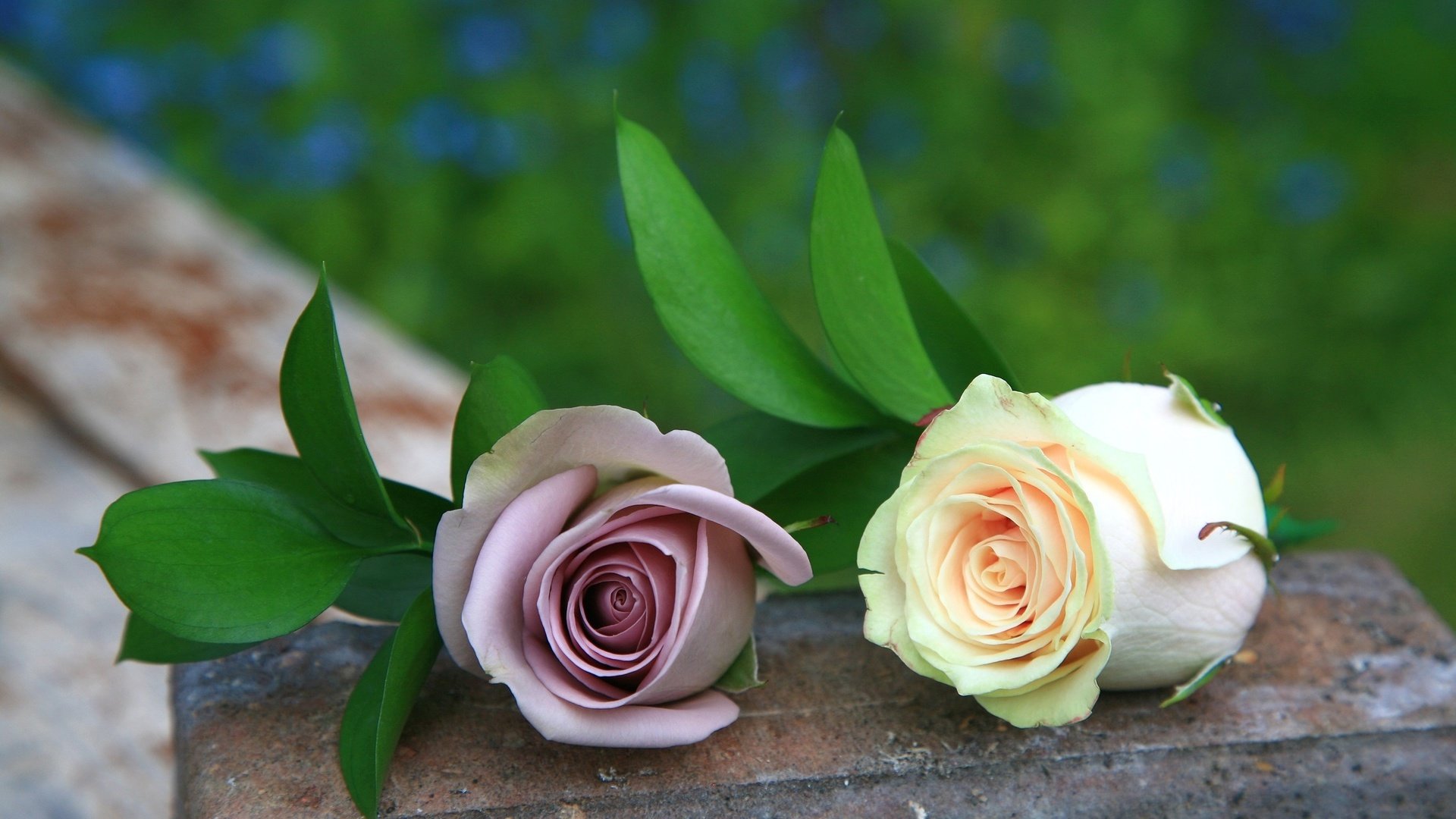 flower, Nature, Plant, Colorful, Beautiful, Flowers Wallpapers HD ...