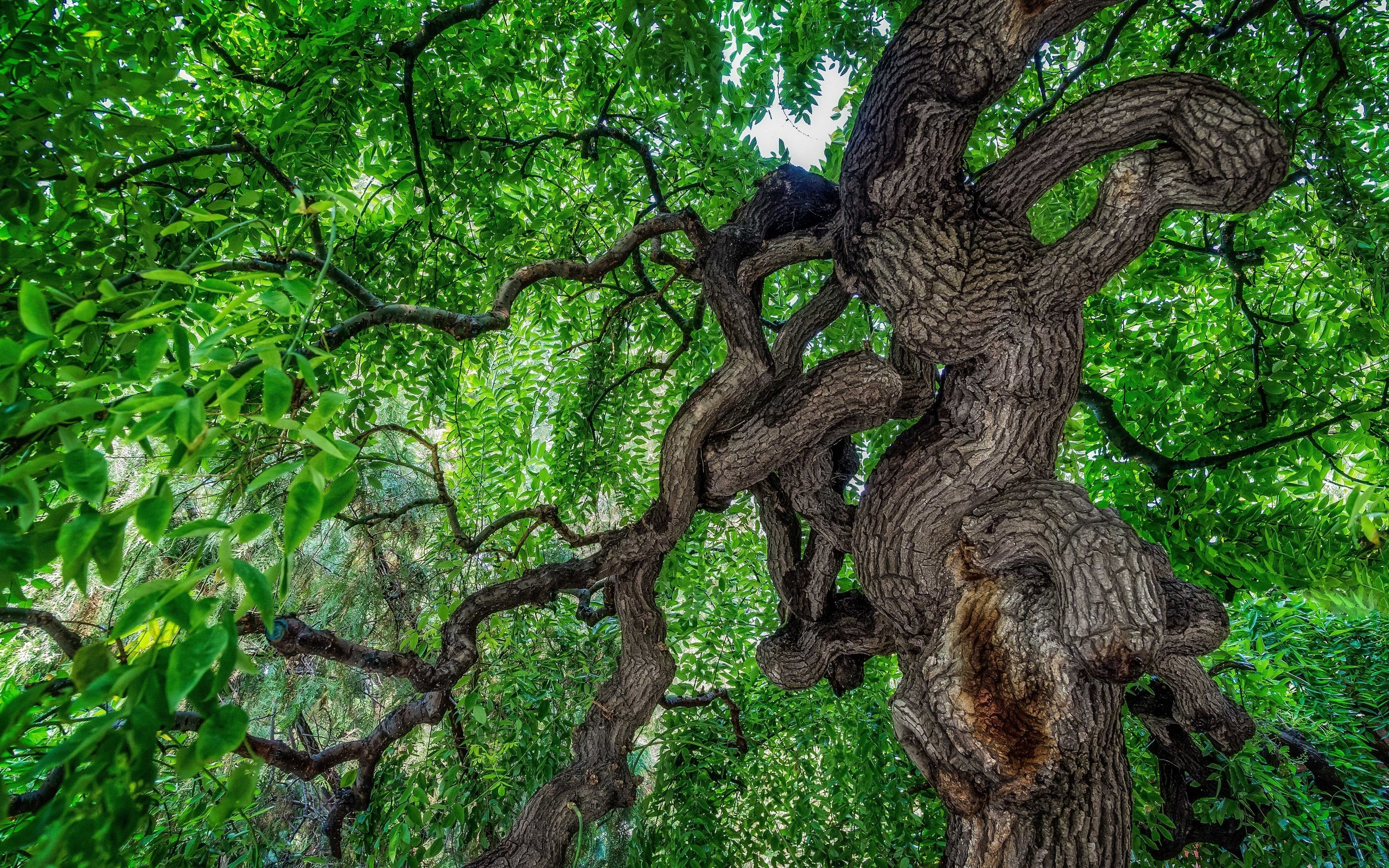 tree, Branches, Leaves, Nature Wallpapers HD / Desktop and Mobile ...