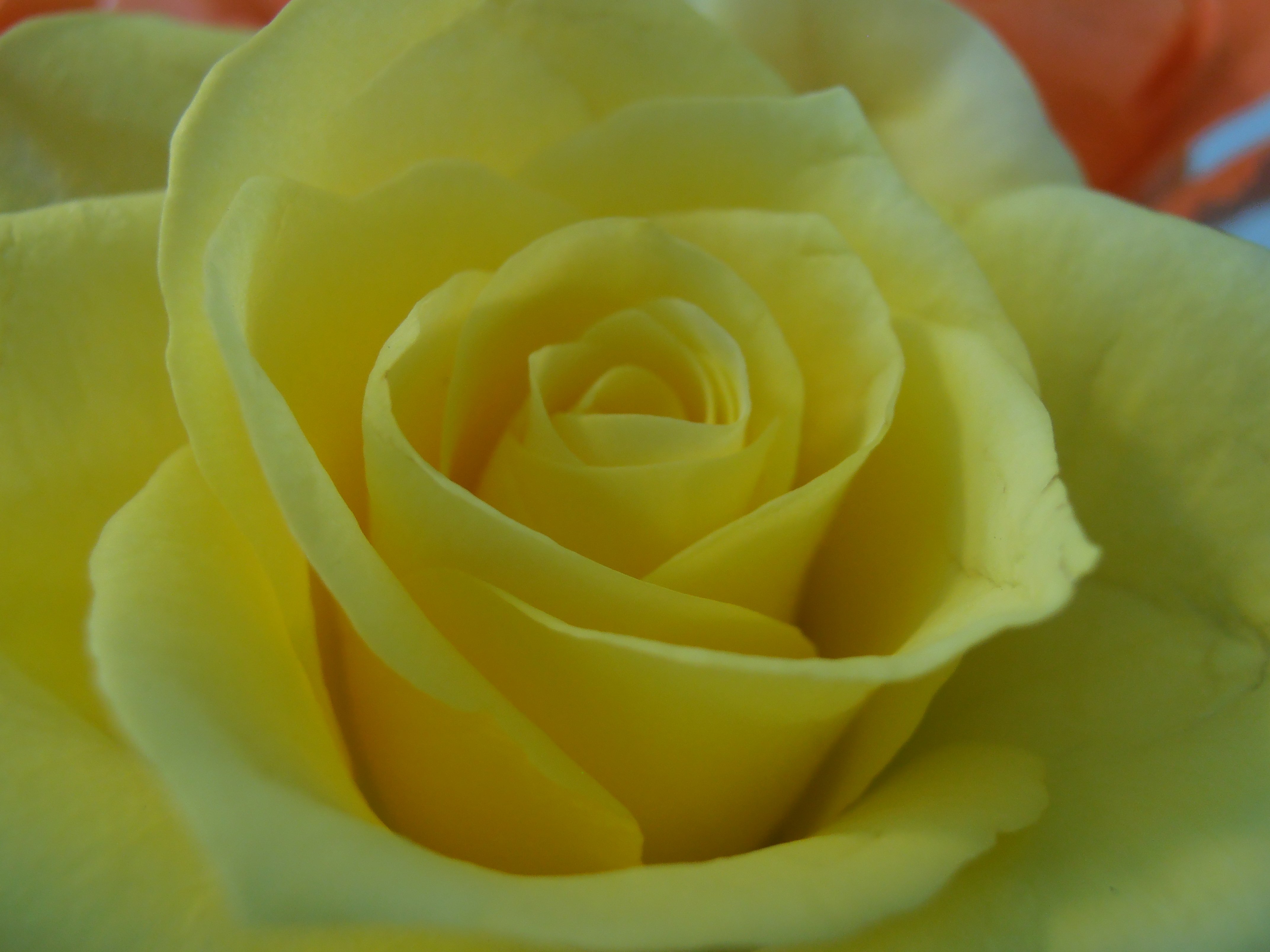 yellow, Rose, 2390 Wallpapers HD / Desktop and Mobile Backgrounds
