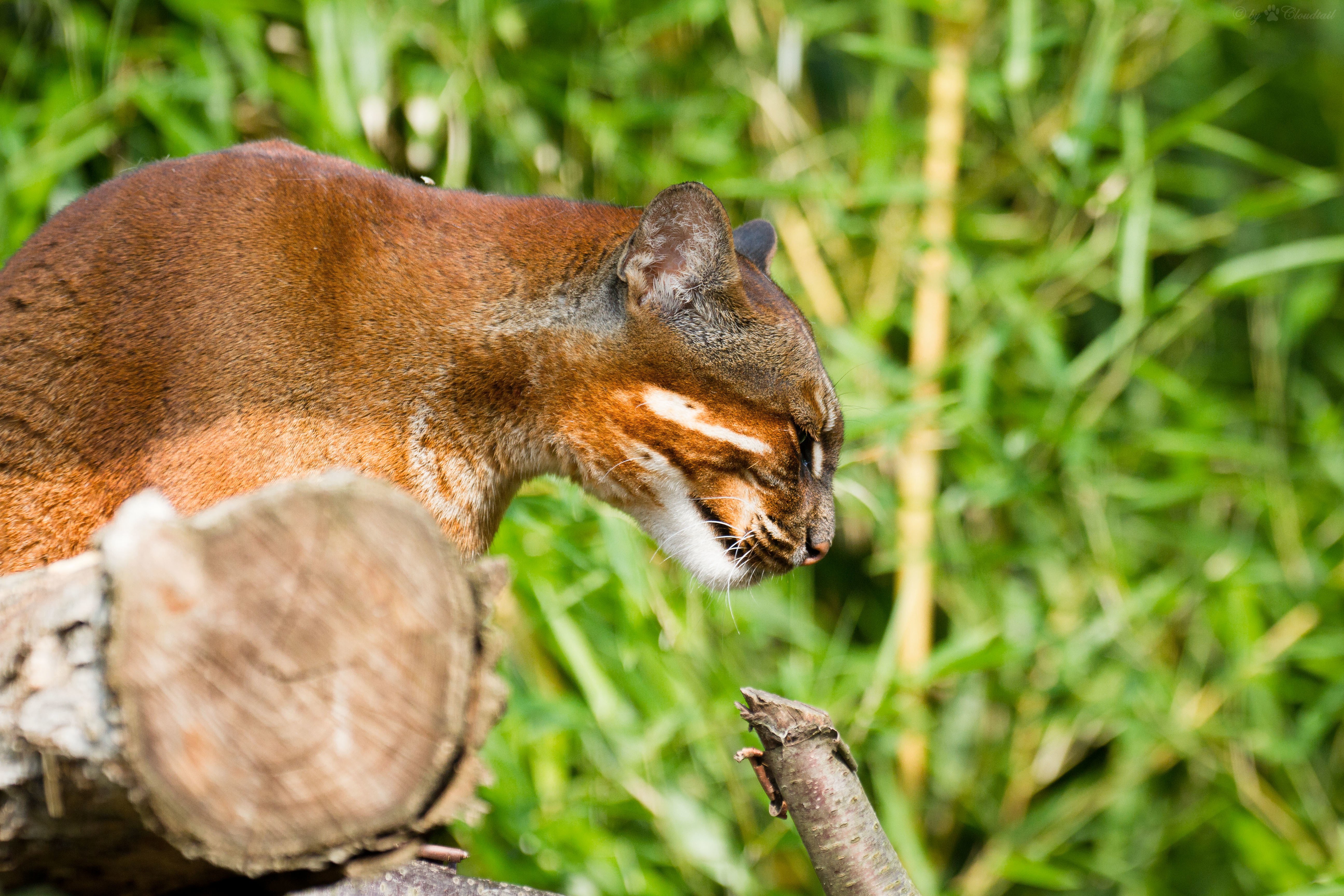 big, Cats, Catopuma, Temminckii, Animals, Predator Wallpapers HD ...