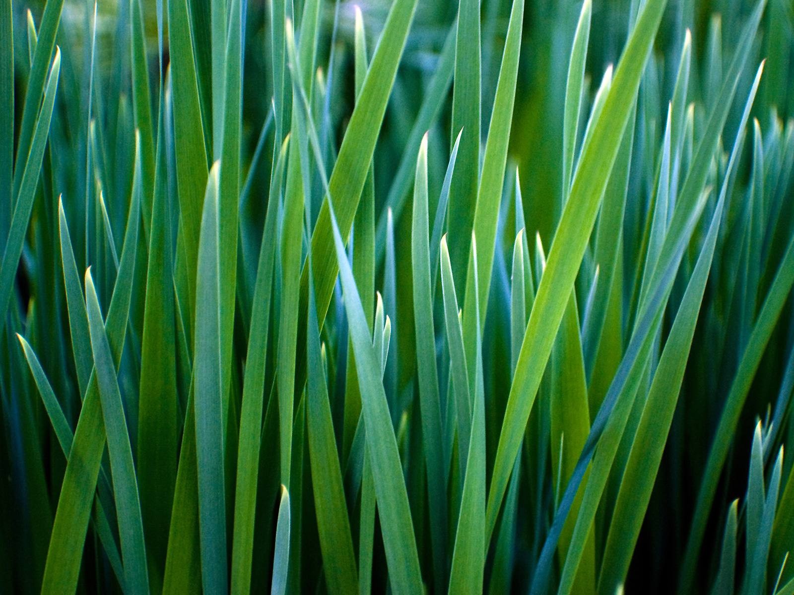 green, Vegetation Wallpapers HD / Desktop and Mobile Backgrounds