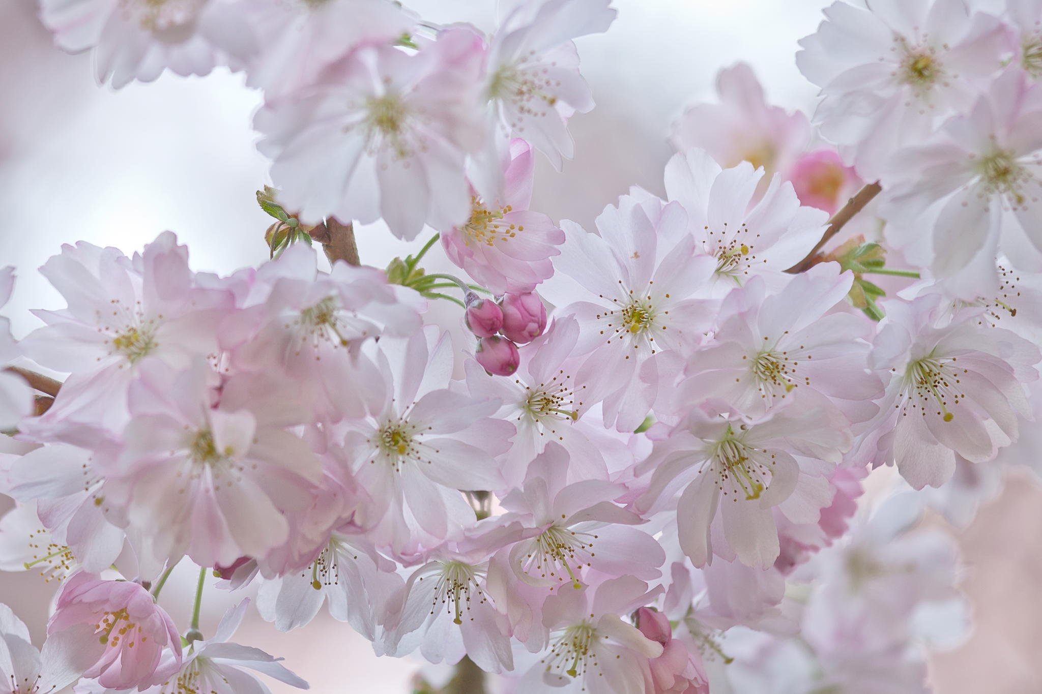 nature, Flower, Beautiful, Flowers, Plant, Colorful, Petals Wallpapers ...