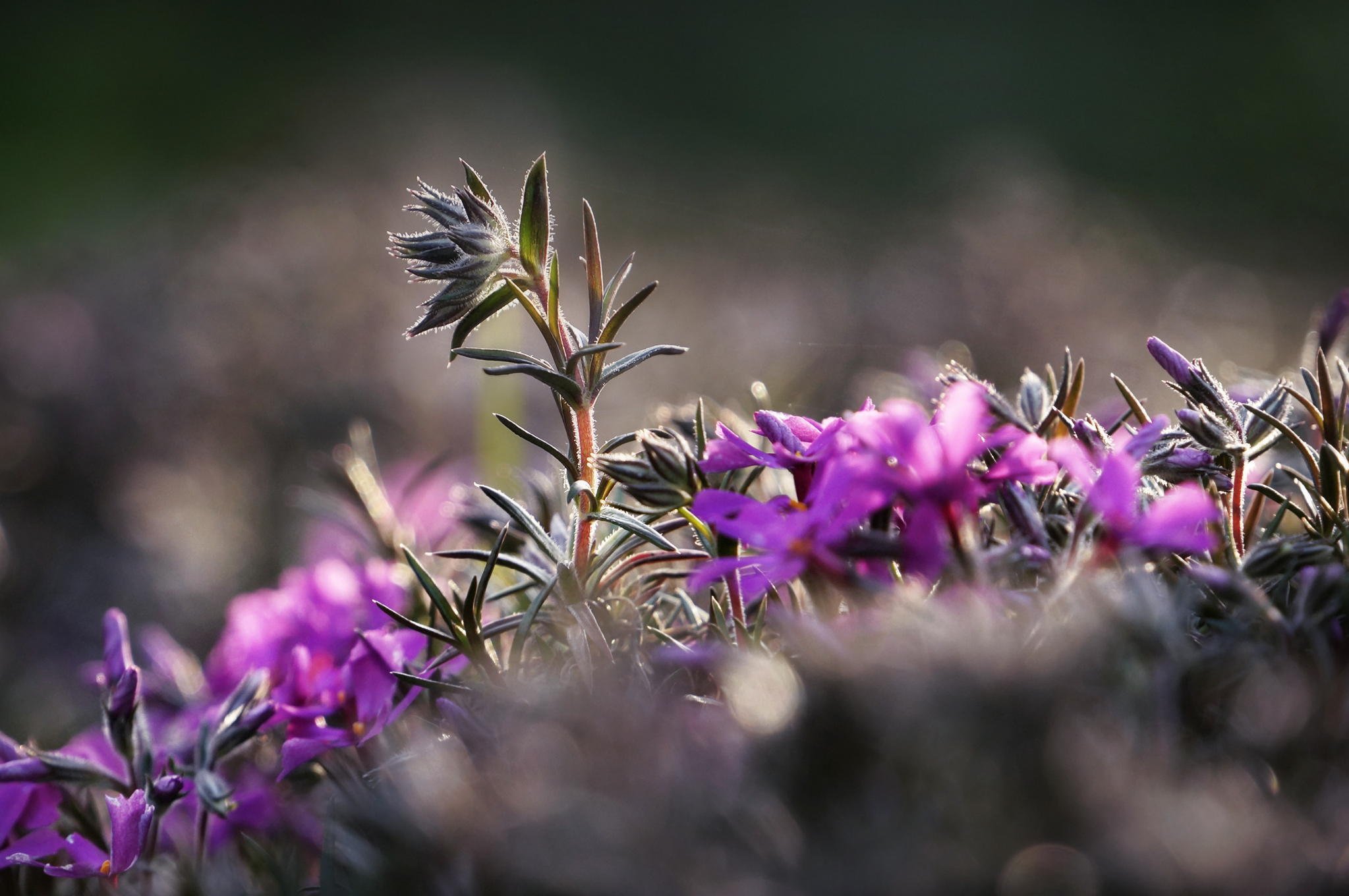 nature, Flower, Beautiful, Flowers, Plant, Colorful, Petals Wallpapers ...