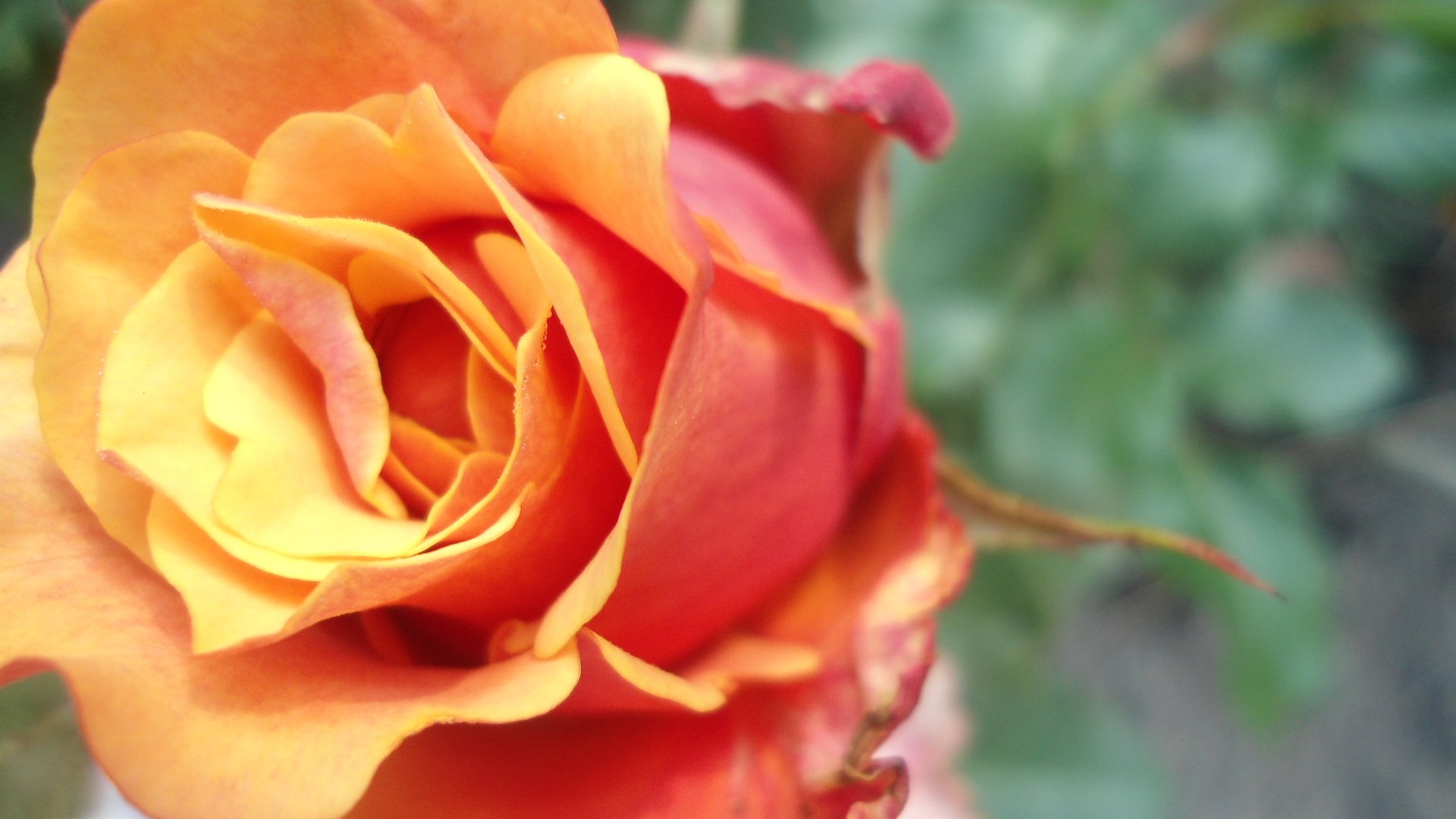 nature, Flower, Beautiful, Flowers, Plant, Colorful, Petals Wallpapers ...