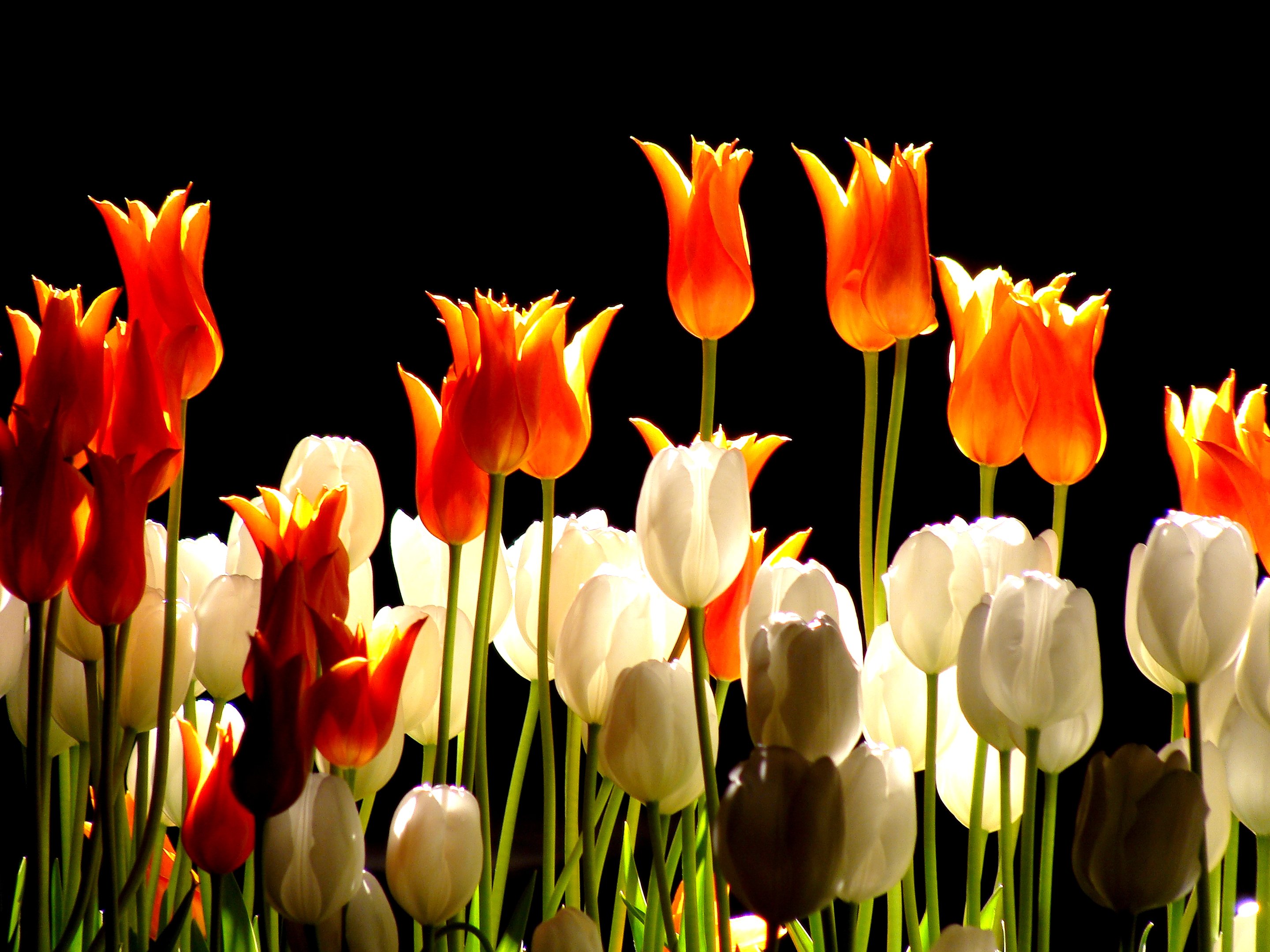 nature, Flower, Beautiful, Flowers, Plant, Colorful, Petals Wallpapers ...