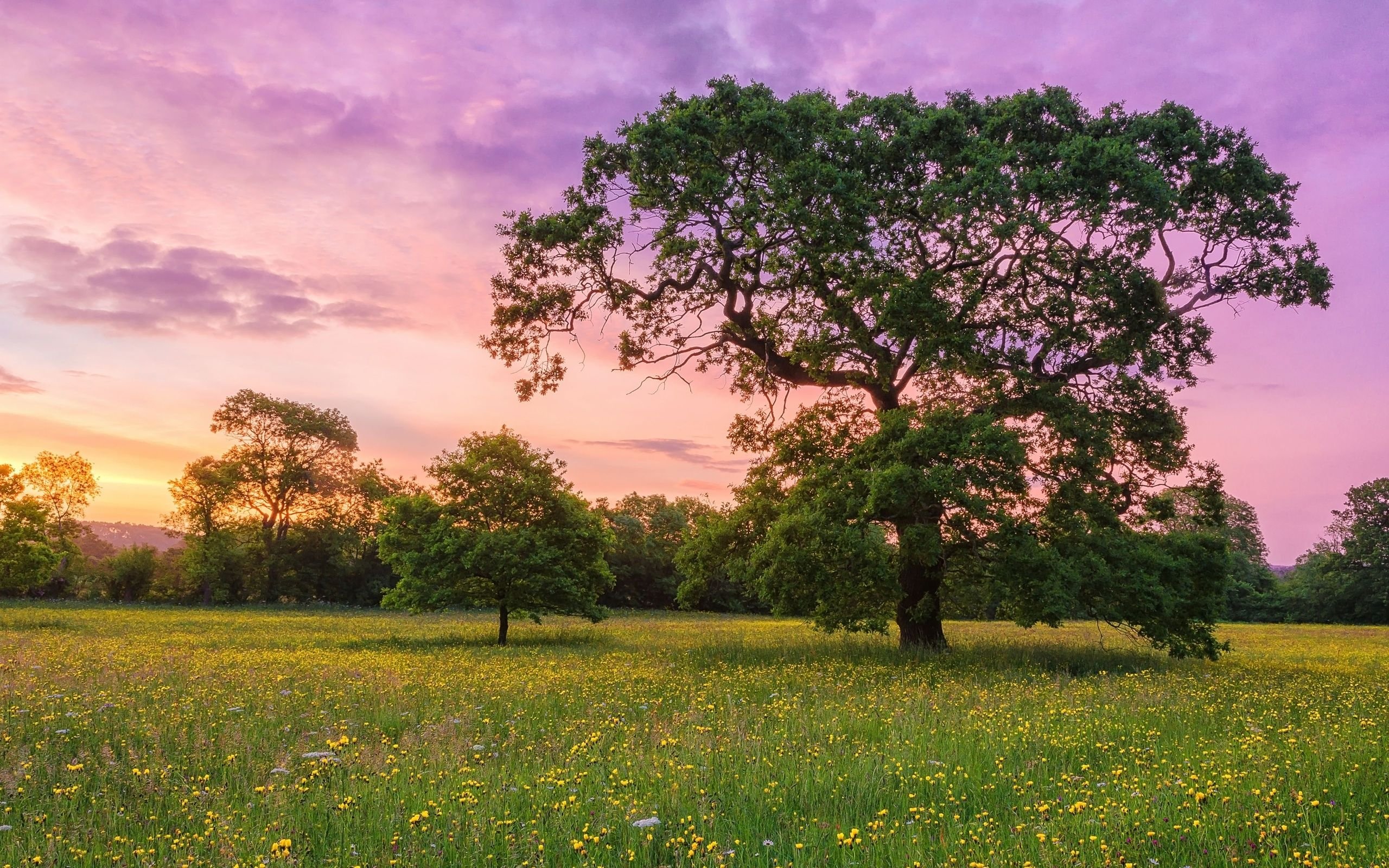 landscape, Nature, Beautiful, Forest, Area, Wild, Sky, Landscapes ...