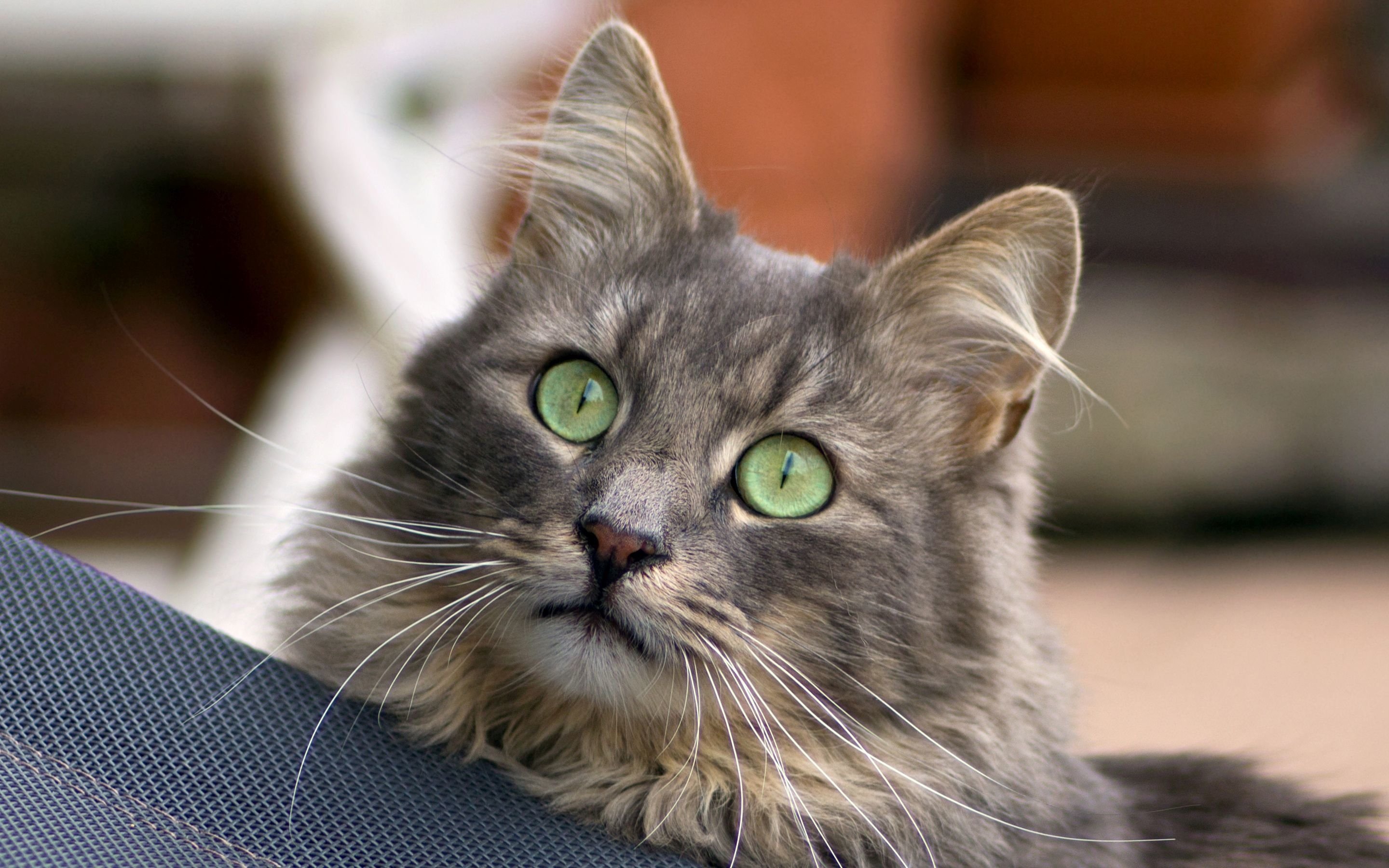 cat, Mustache, Muzzle Wallpapers HD / Desktop and Mobile Backgrounds