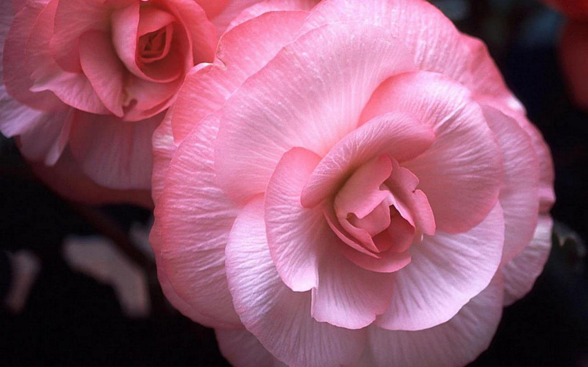 flower, Flowers, Petals, Garden, Nature, Plants, Beautiful, Delicate ...