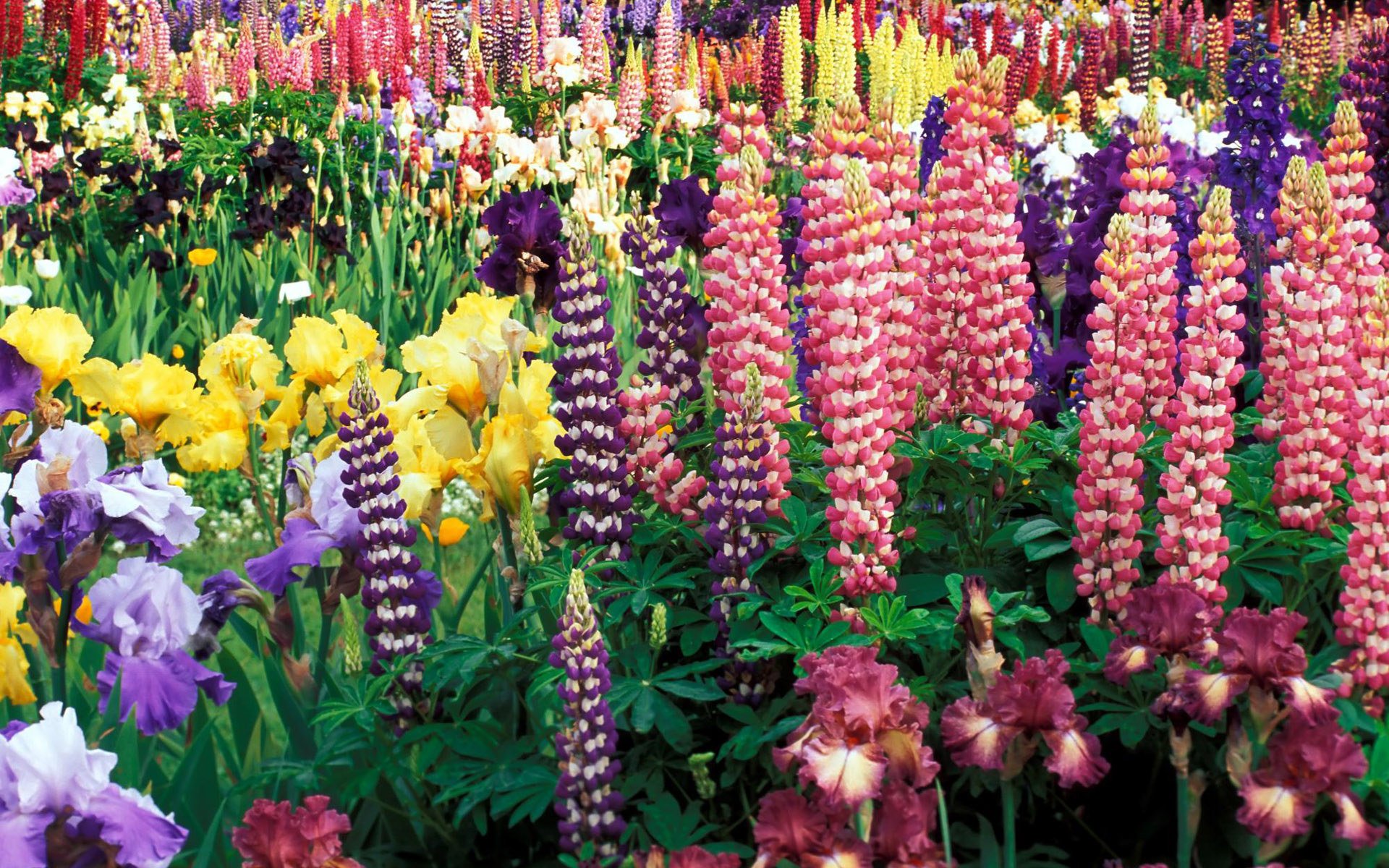 flower, Flowers, Petals, Garden, Nature, Plants, Beautiful, Delicate ...