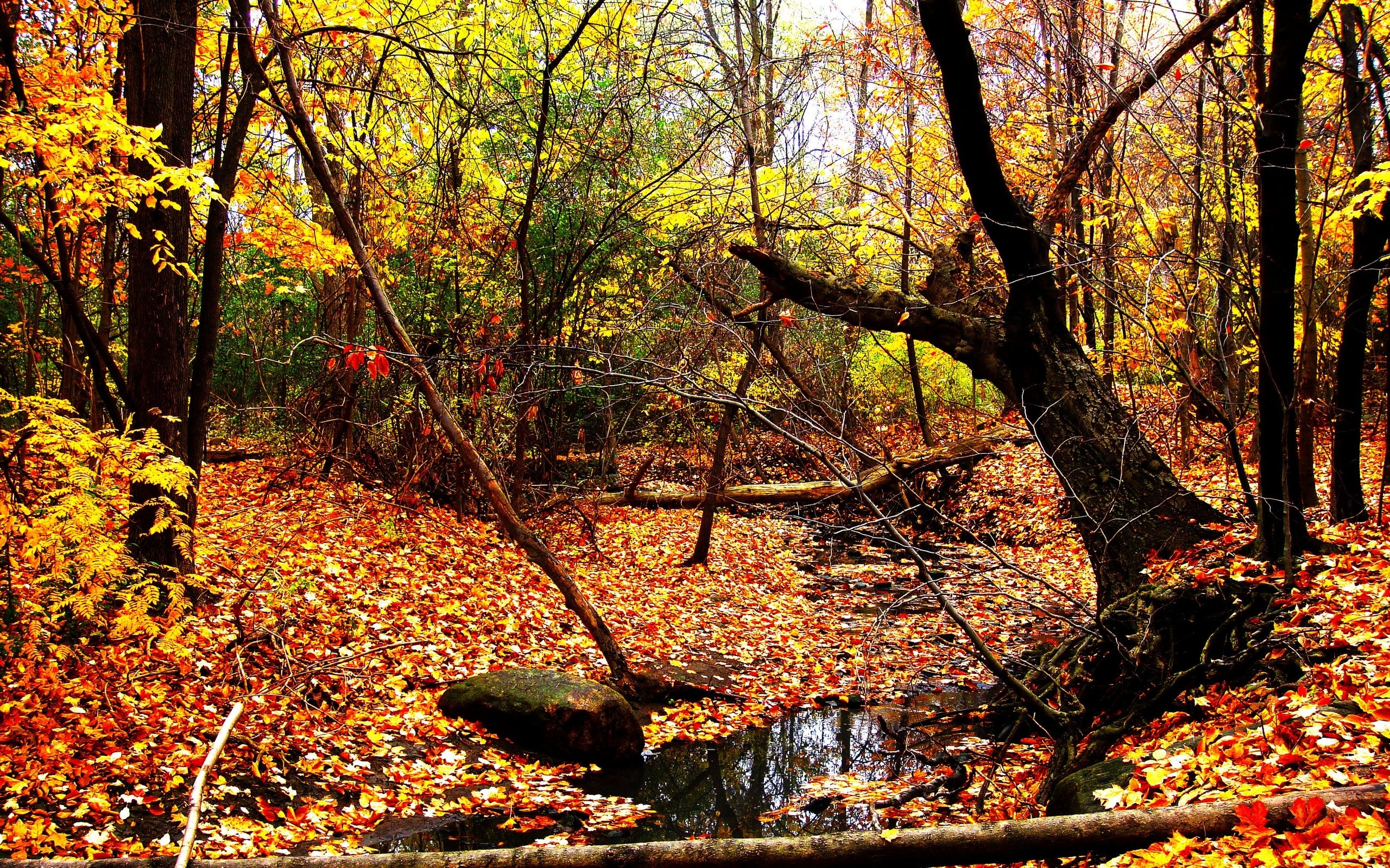 landscape, Nature, Tree, Forest, Woods, Autumn Wallpapers HD / Desktop ...