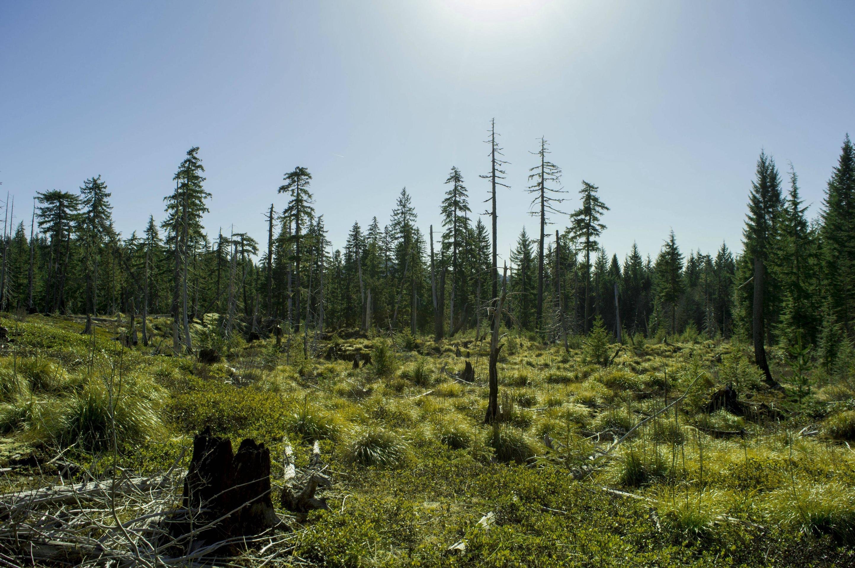 landscape, Nature, Tree, Forest, Woods Wallpapers HD / Desktop and ...