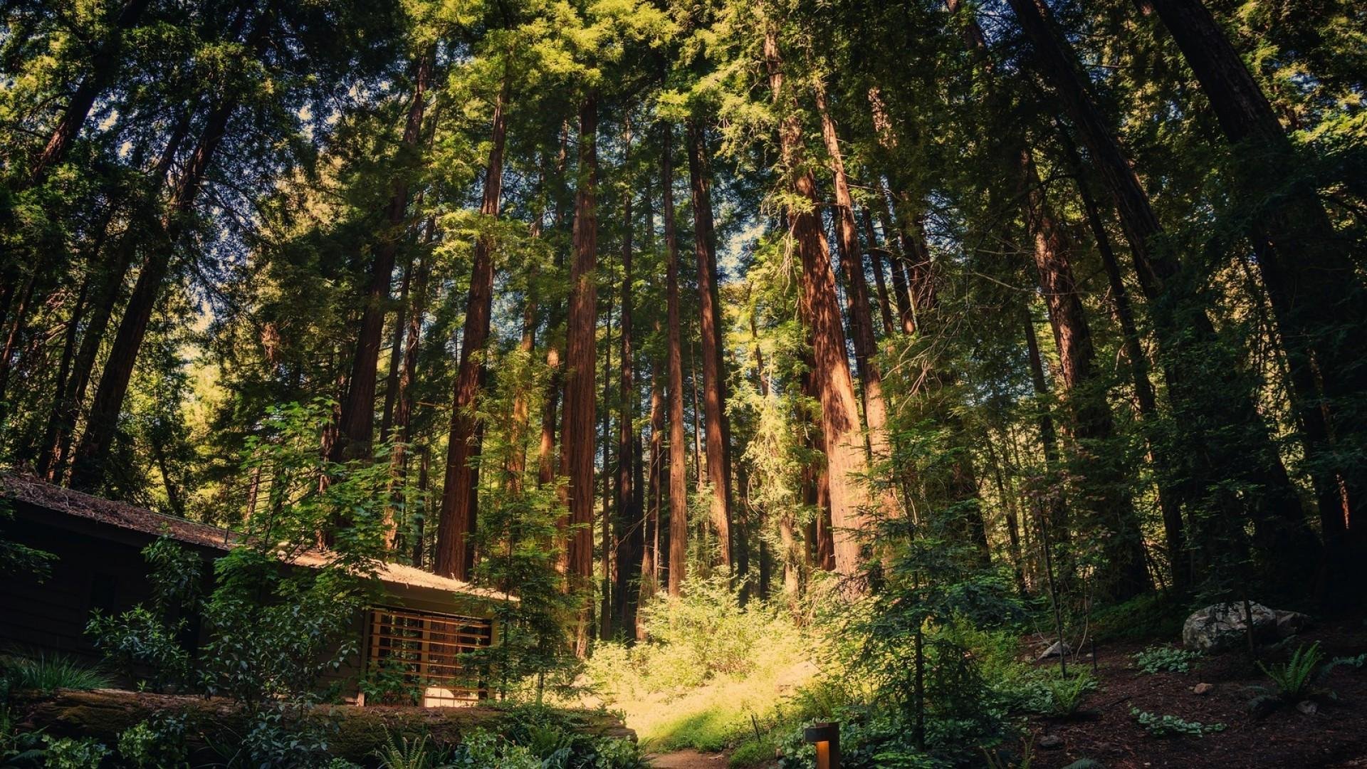 landscape, Nature, Tree, Forest, Woods Wallpapers HD / Desktop and ...