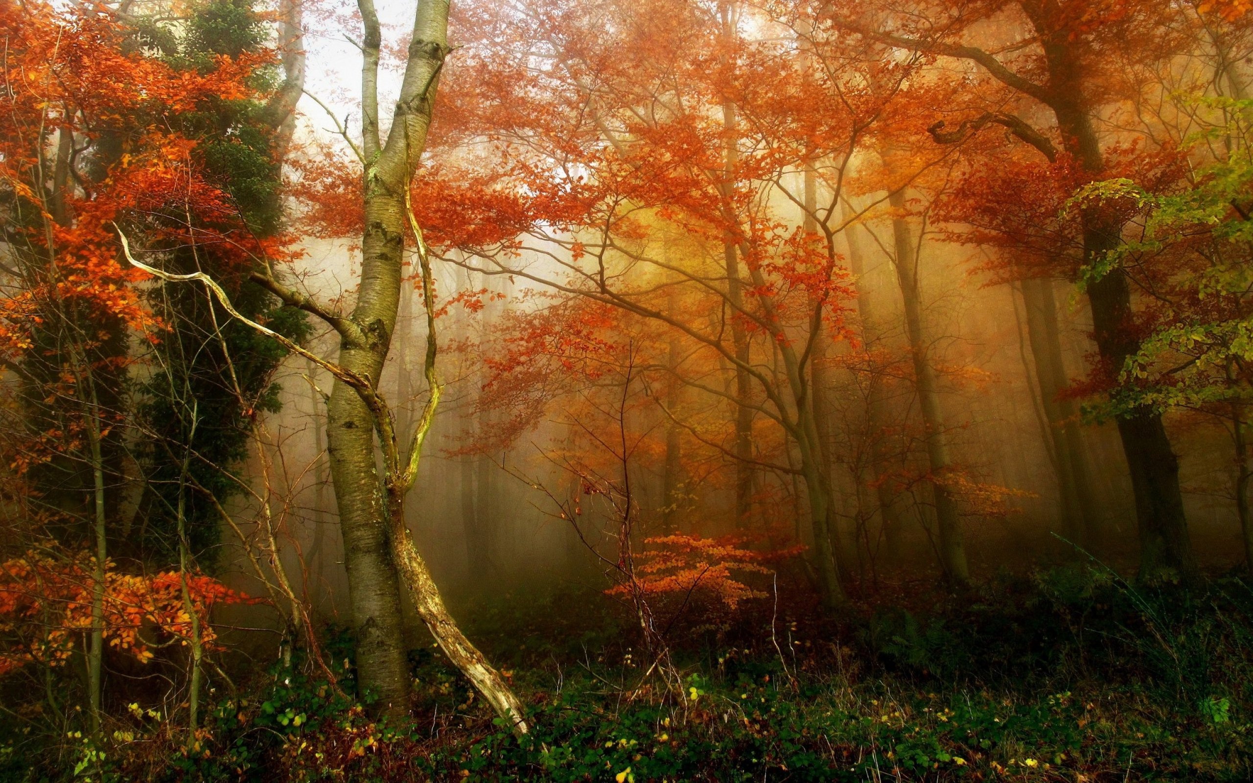 forest, Tree, Landscape, Nature, Autumn Wallpapers HD / Desktop and ...