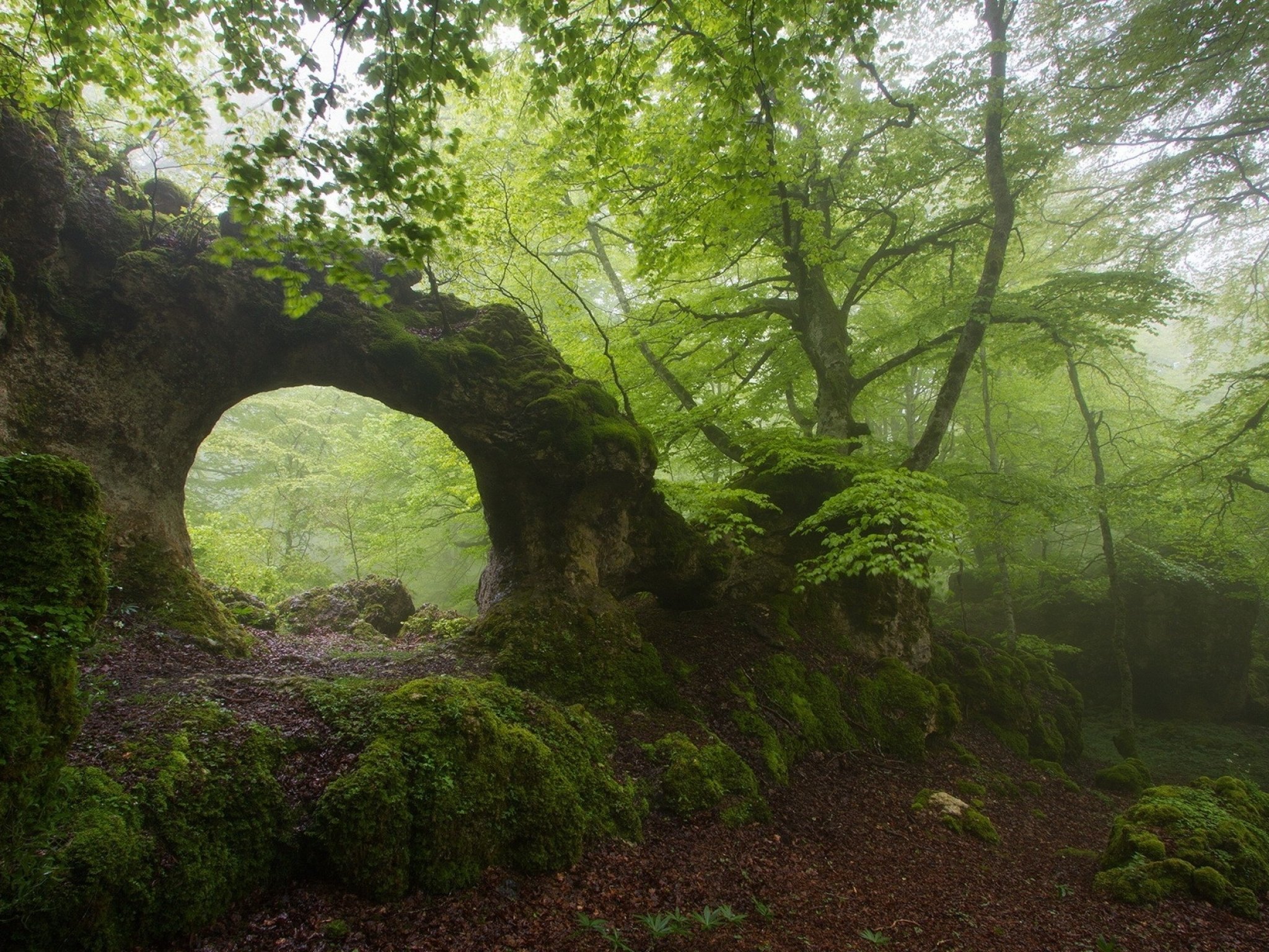 forest, Tree, Landscape, Nature Wallpapers HD / Desktop and Mobile ...