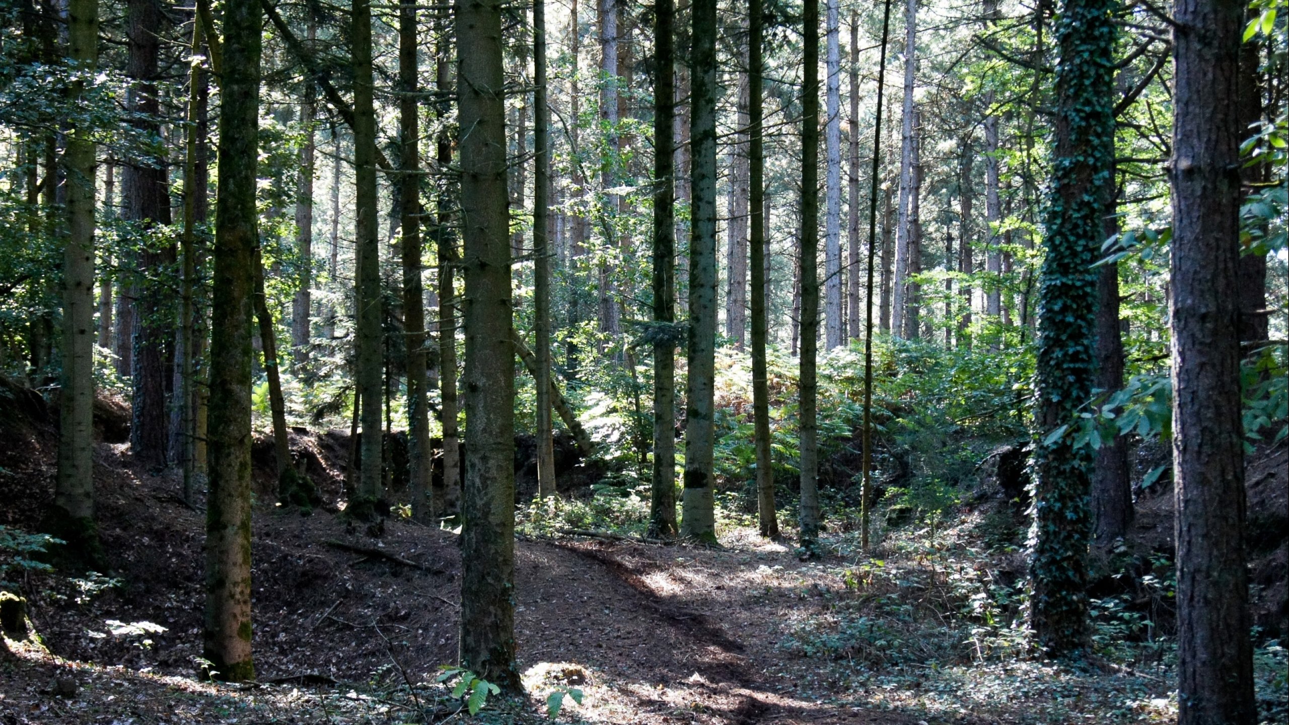 forest, Tree, Landscape, Nature Wallpapers HD / Desktop and Mobile ...