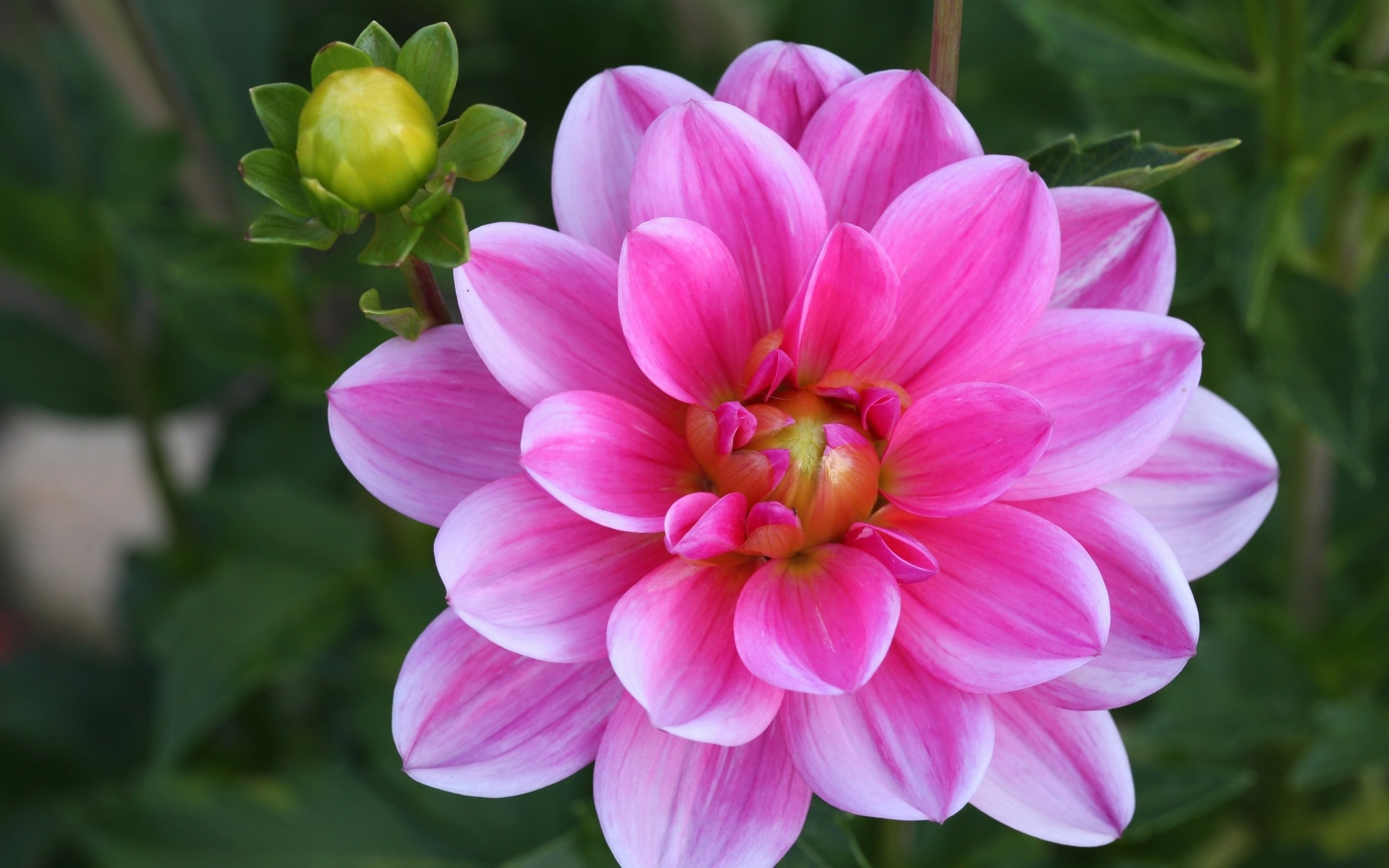 flower, Flowerrs, Nature, Landscape Wallpapers HD / Desktop and Mobile ...