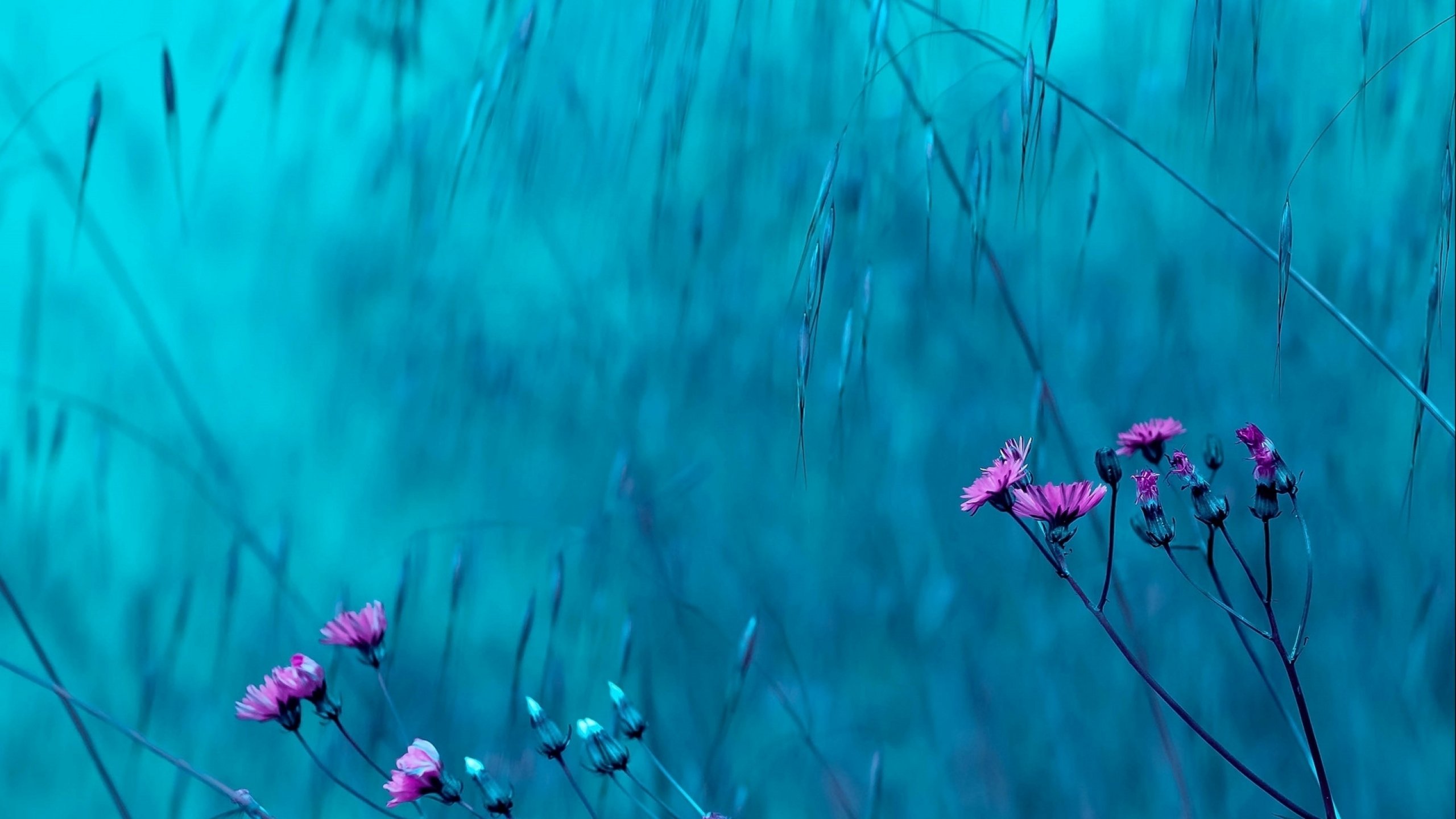 flower, Flowerrs, Nature, Landscape Wallpapers HD / Desktop and Mobile ...