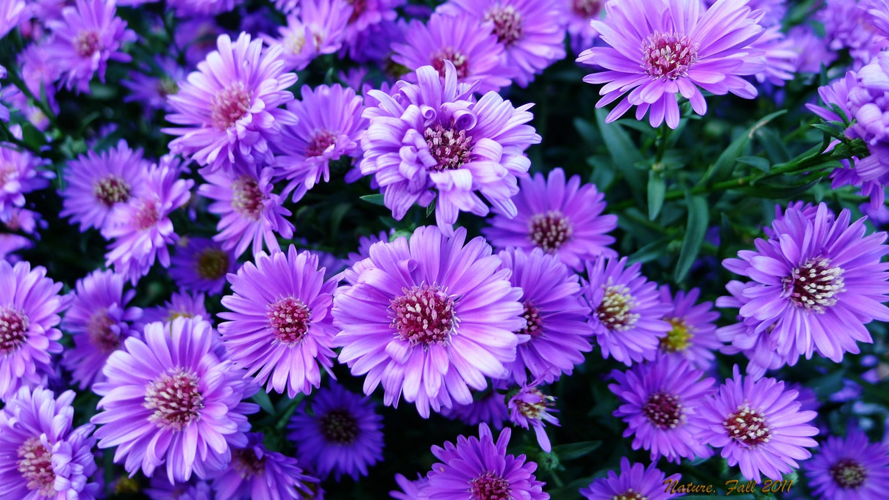 flower, Flowerrs, Nature, Landscape Wallpapers HD / Desktop and Mobile ...