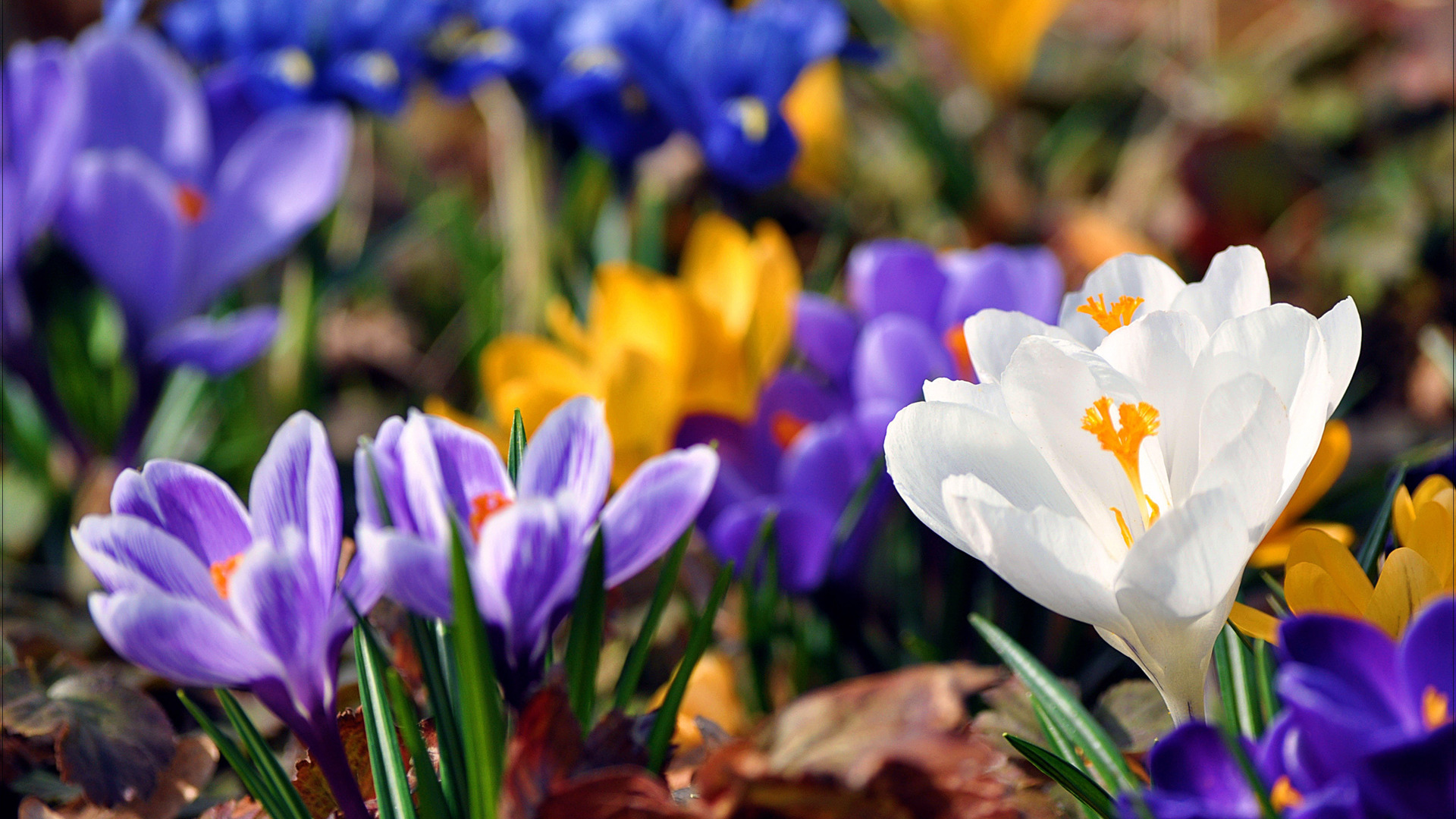 crocus Wallpapers HD / Desktop and Mobile Backgrounds