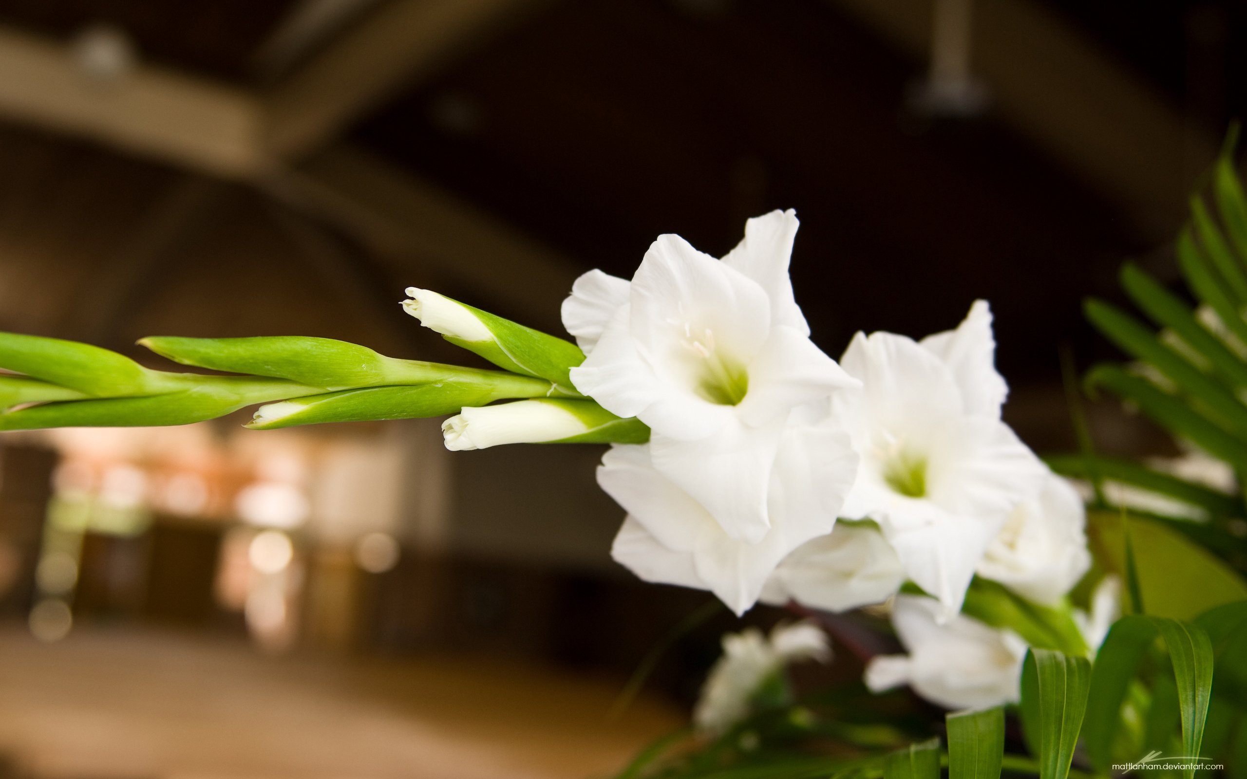white, Flower, Hd Wallpapers HD / Desktop and Mobile Backgrounds