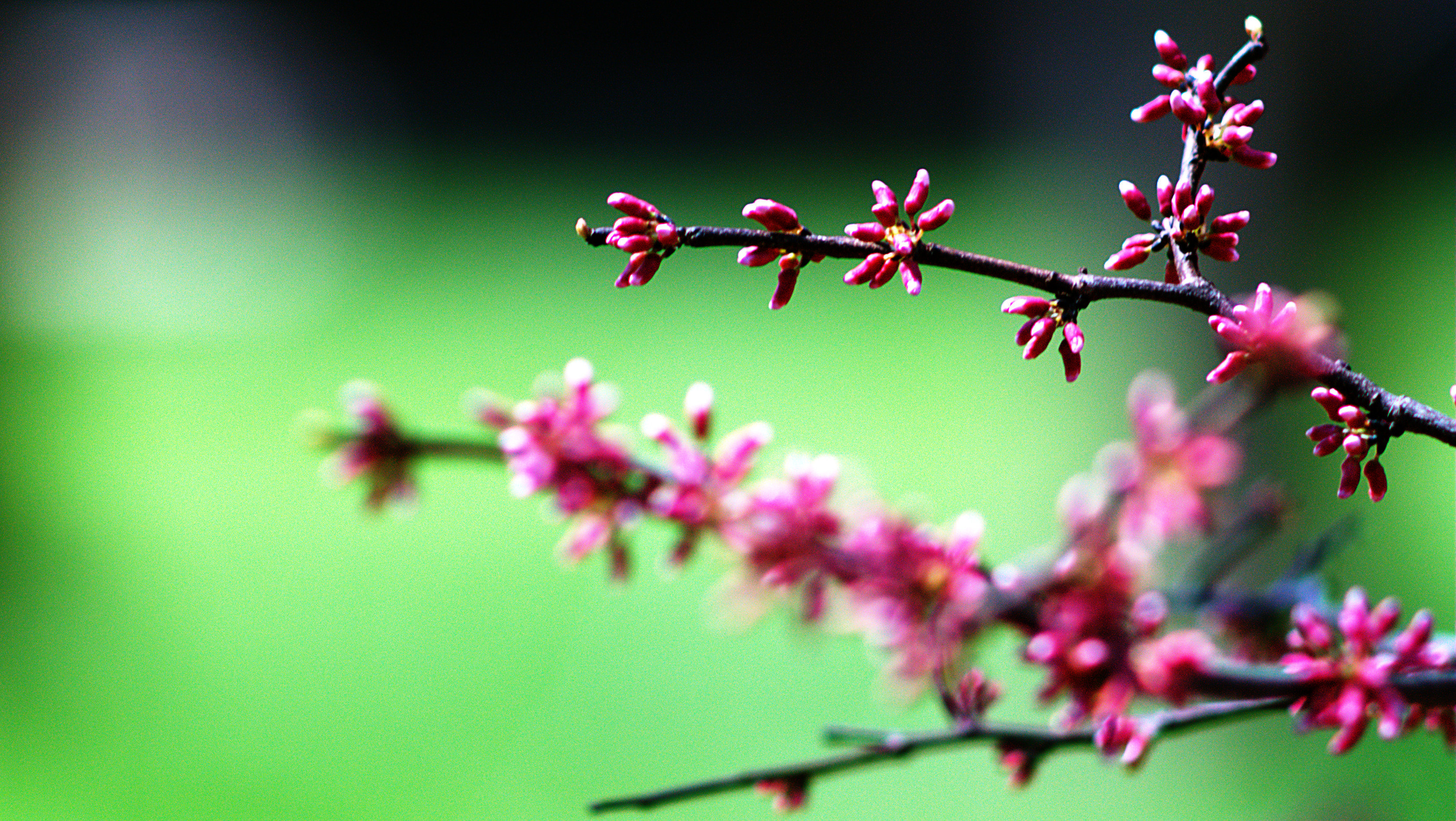 new, Pink, Life Wallpapers HD / Desktop and Mobile Backgrounds