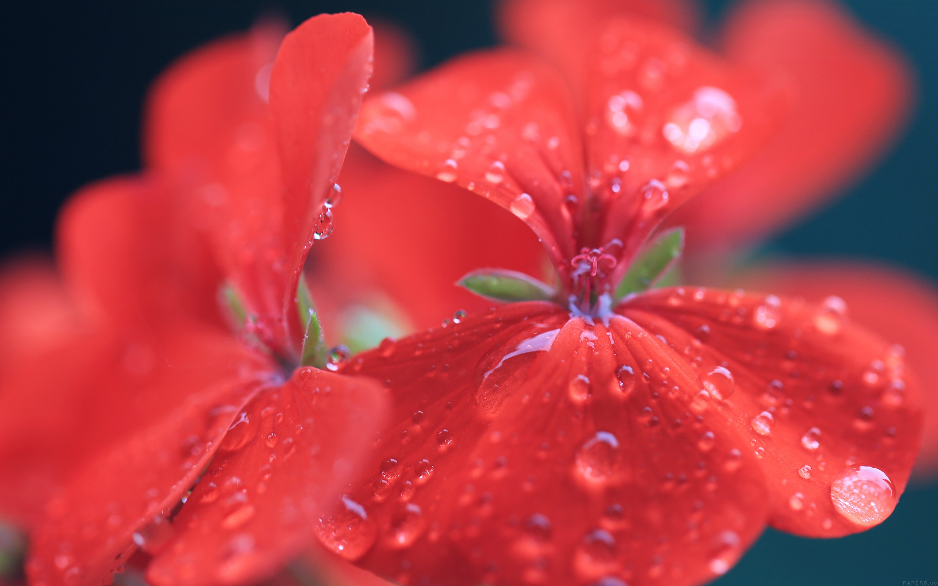 spring, Flower, Party, Red, Nature, Beauty, Beautiful Wallpapers HD ...