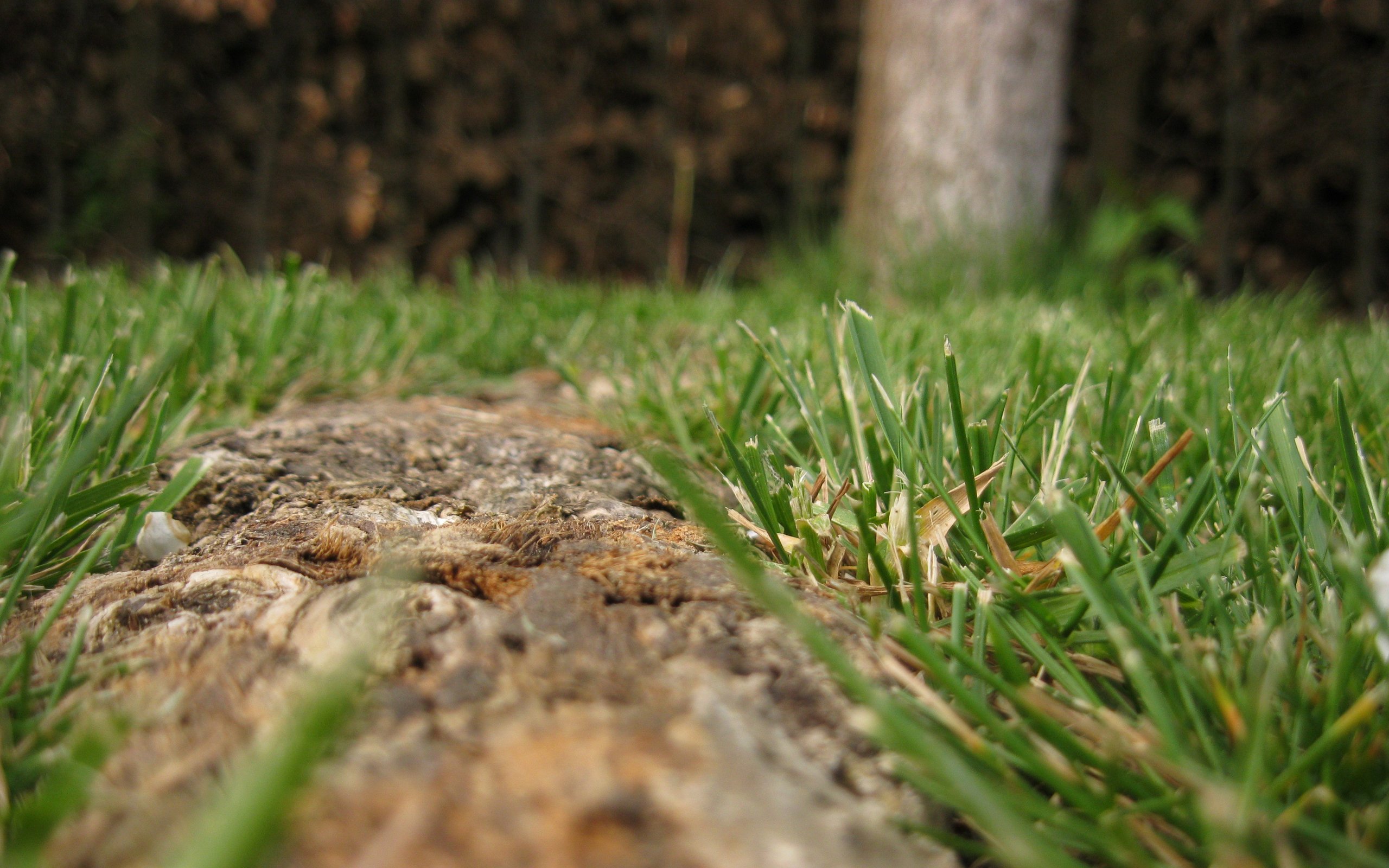 grass, Wide Wallpapers HD / Desktop and Mobile Backgrounds