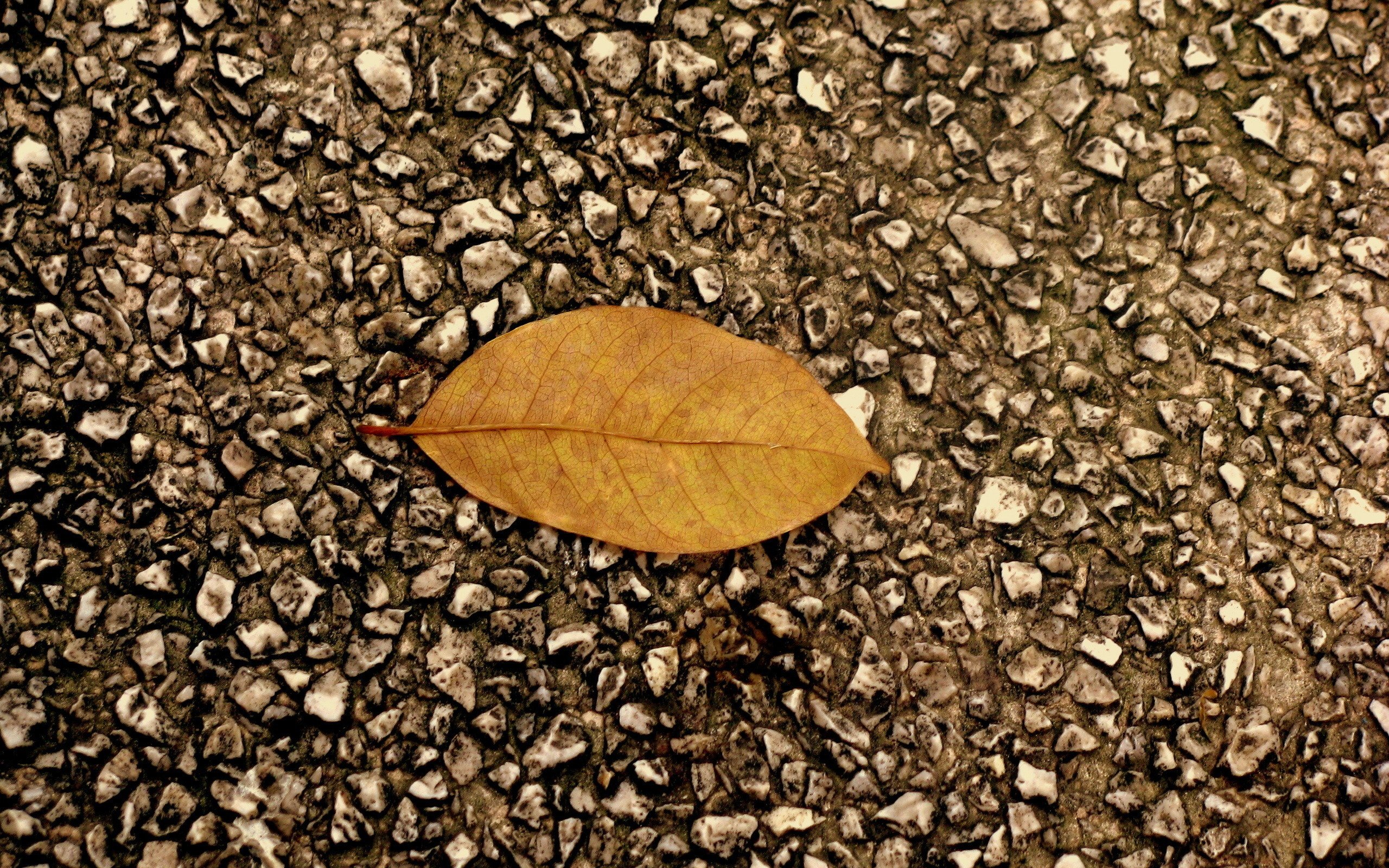 one, Leaf Wallpapers HD / Desktop and Mobile Backgrounds