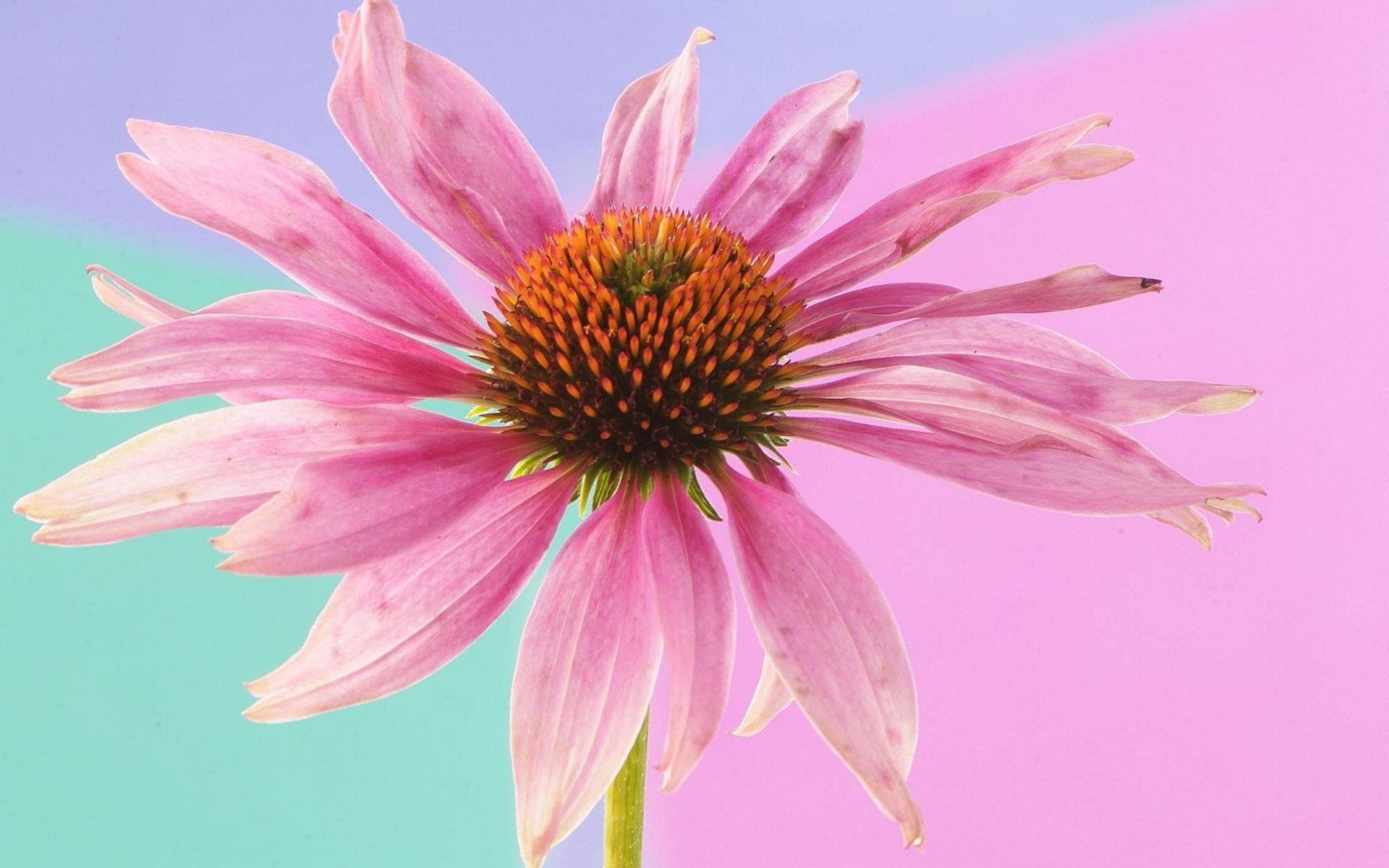 beauty, Flower, Nature, Spring, Delight Wallpapers HD / Desktop and ...