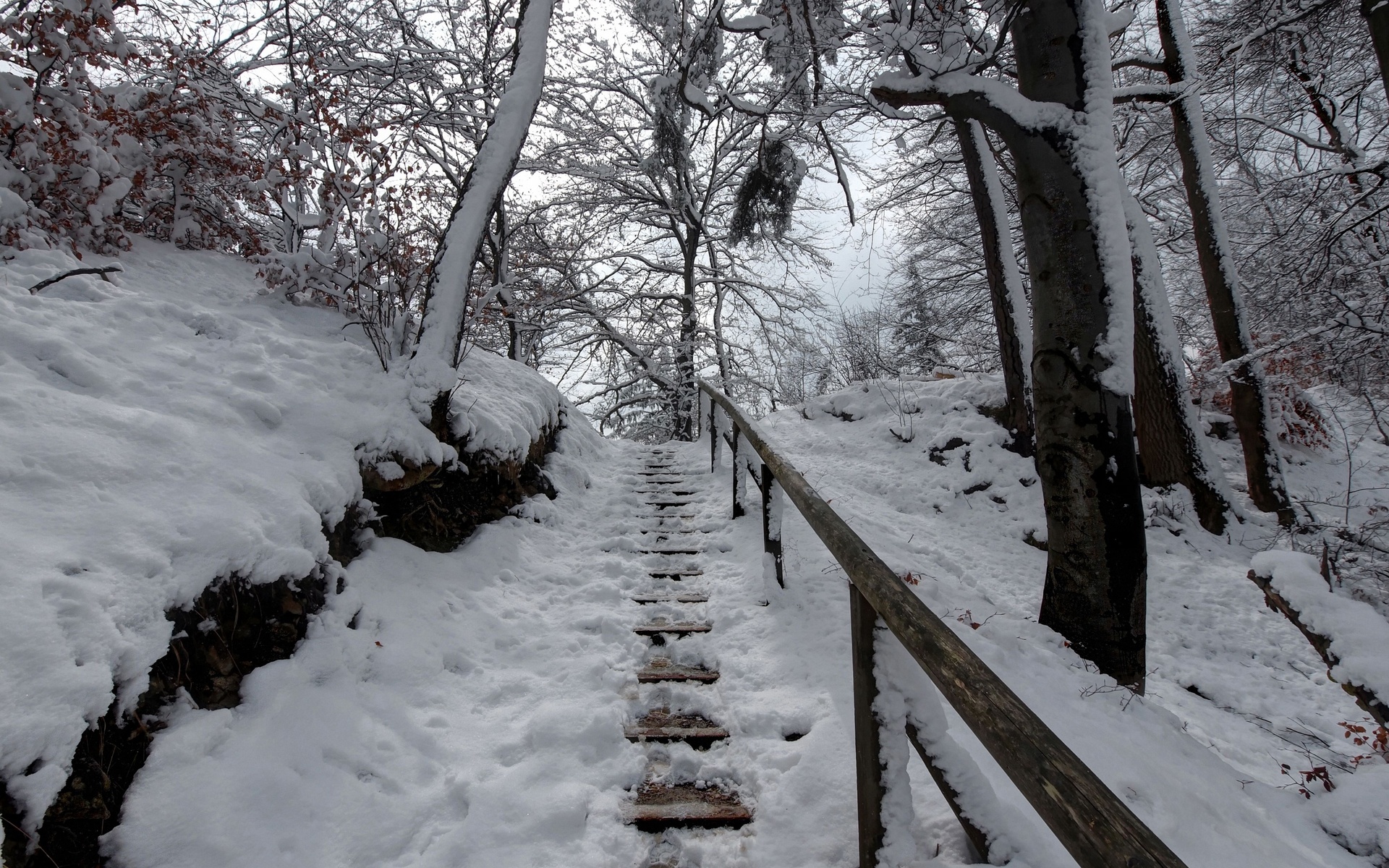 winter, Forest, Steps, With, Railings, Trees, Landscape Wallpapers HD ...