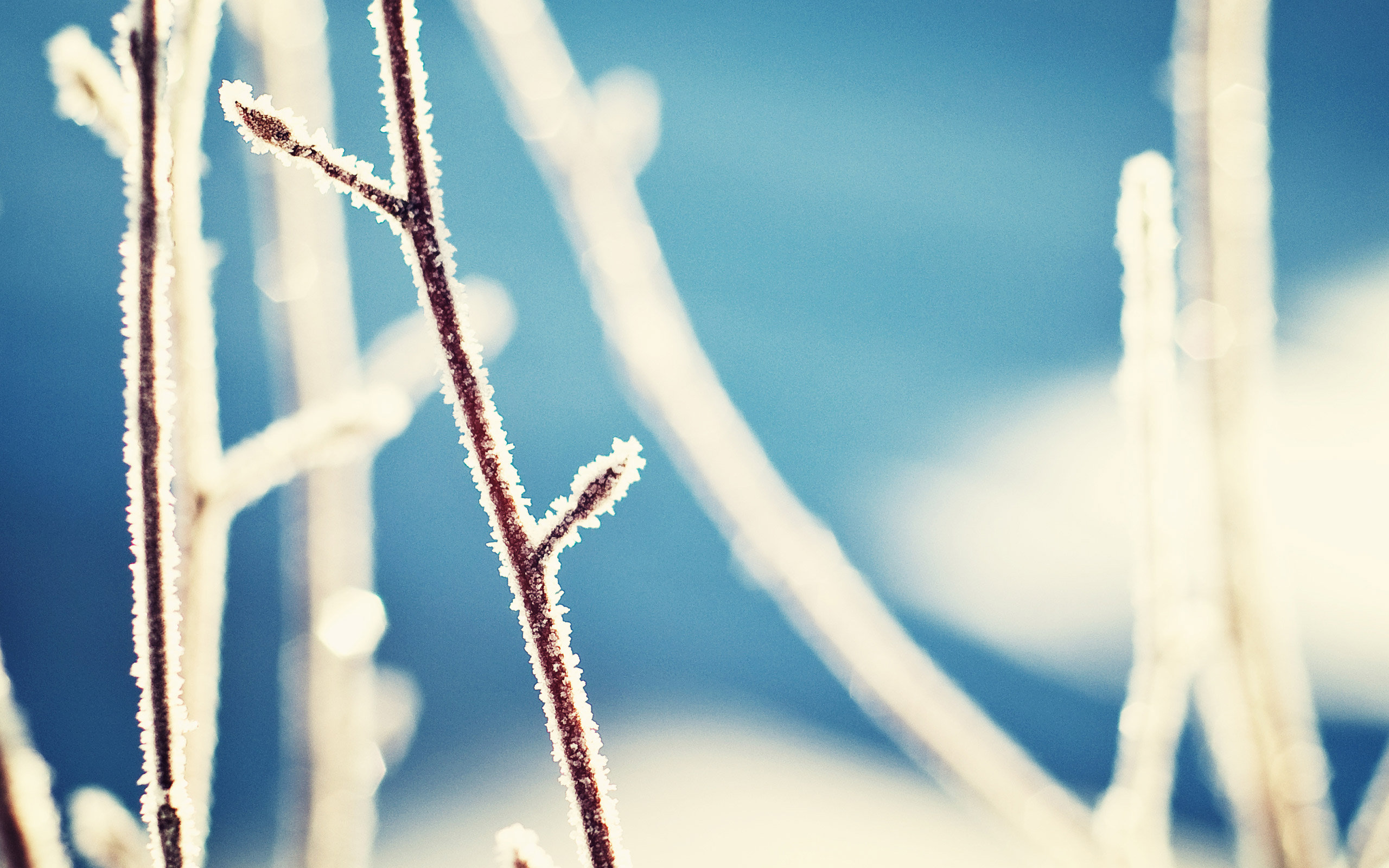 frost, In, Detail Wallpapers HD / Desktop and Mobile Backgrounds