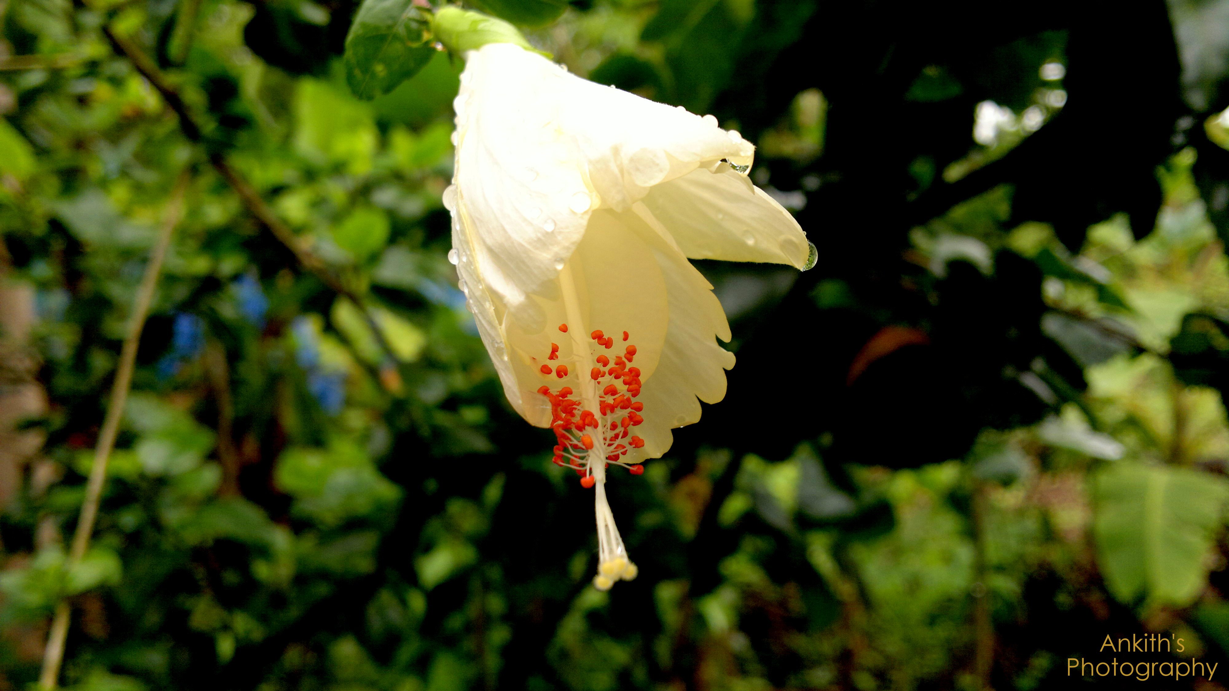 white, Shoe, Flower Wallpapers HD / Desktop and Mobile Backgrounds