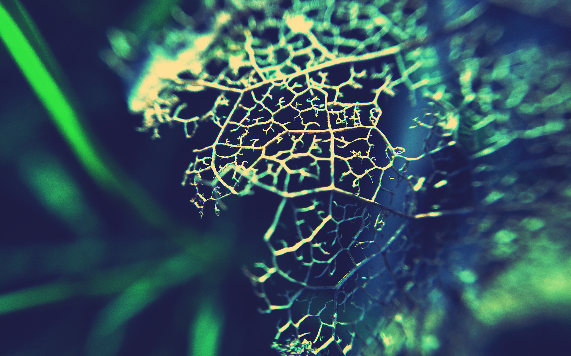 macro, Plant Wallpapers HD / Desktop and Mobile Backgrounds