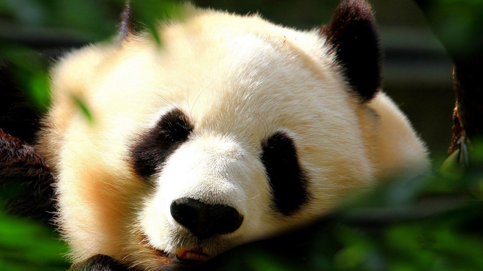 panda Wallpapers HD / Desktop and Mobile Backgrounds