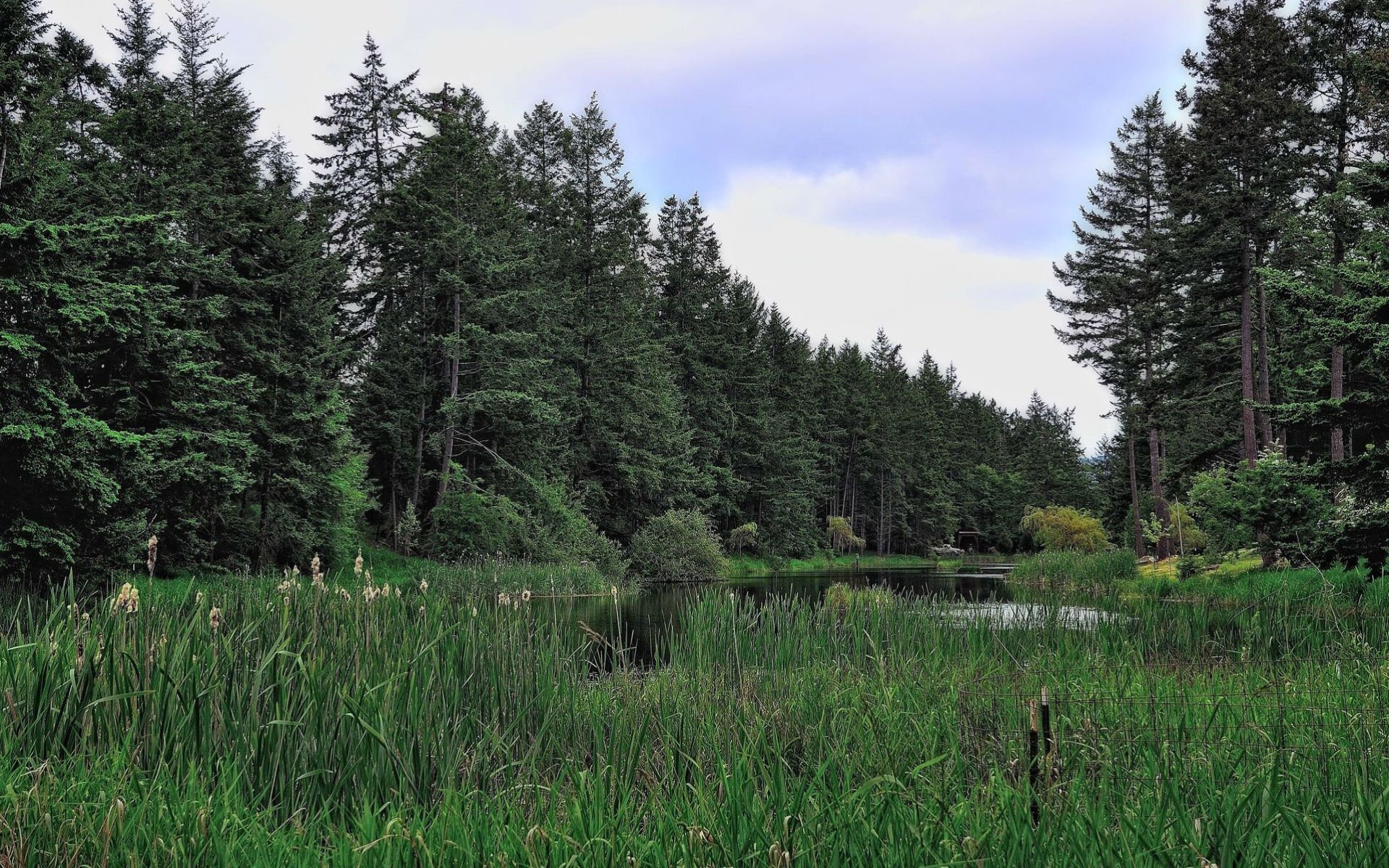 forest, Nature, Tree, Landscape Wallpapers HD / Desktop and Mobile ...