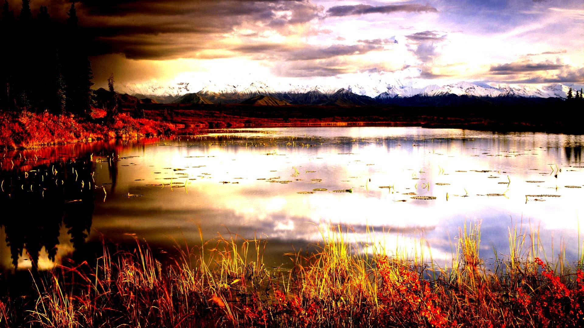 autumn, Fall, Tree, Forest, Landscape, Nature, Leaves Wallpapers HD ...