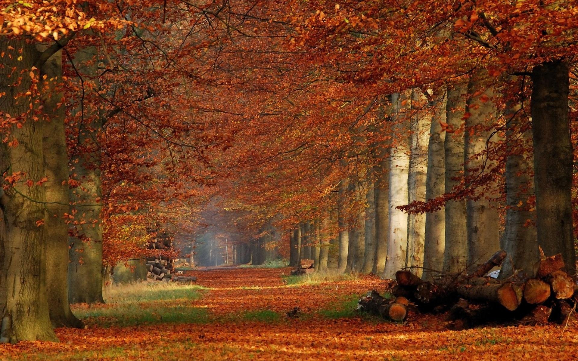 autumn, Fall, Tree, Forest, Landscape, Nature, Leaves Wallpapers HD ...