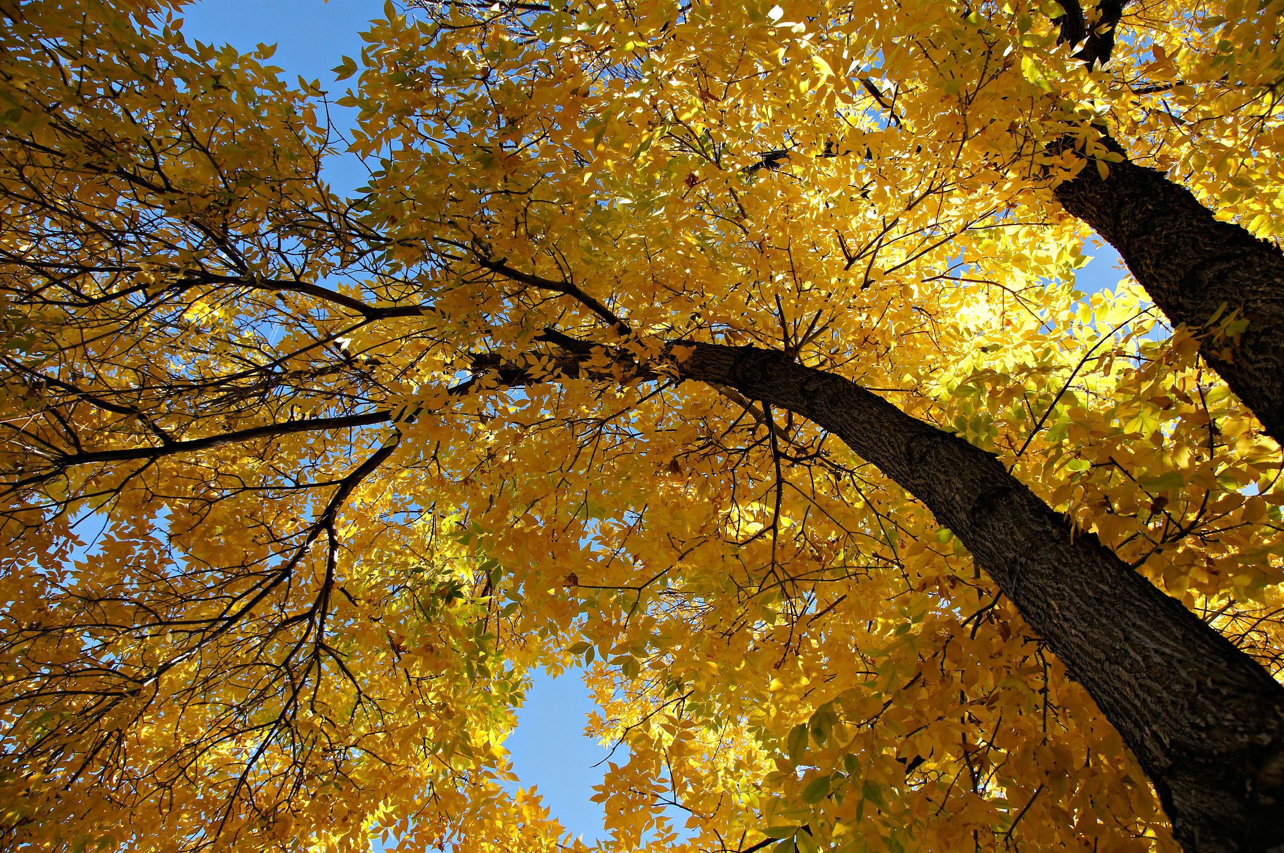 autumn, Fall, Tree, Forest, Landscape, Nature, Leaves Wallpapers HD ...