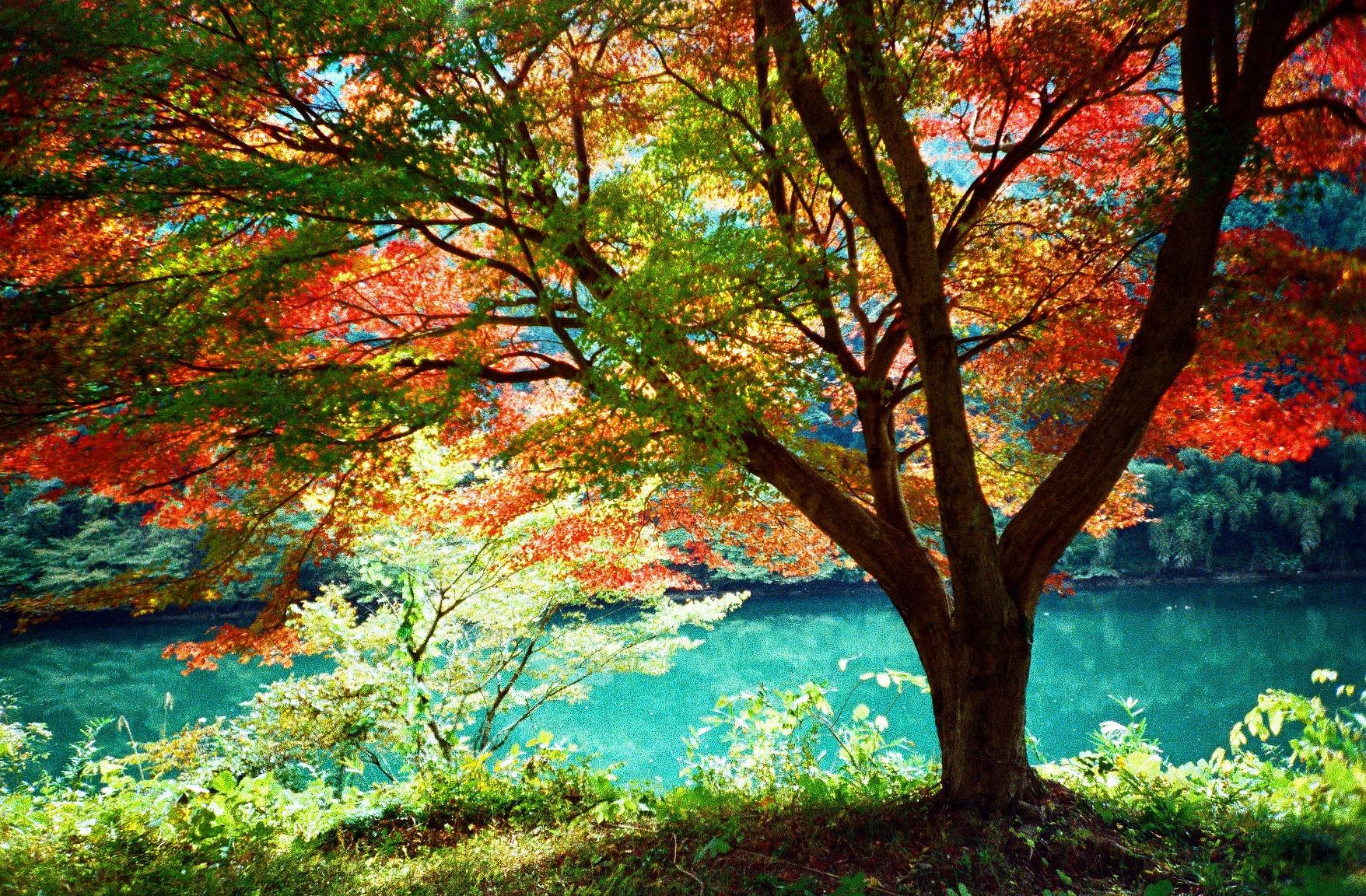 autumn, Fall, Tree, Forest, Landscape, Nature, Leaves Wallpapers HD ...