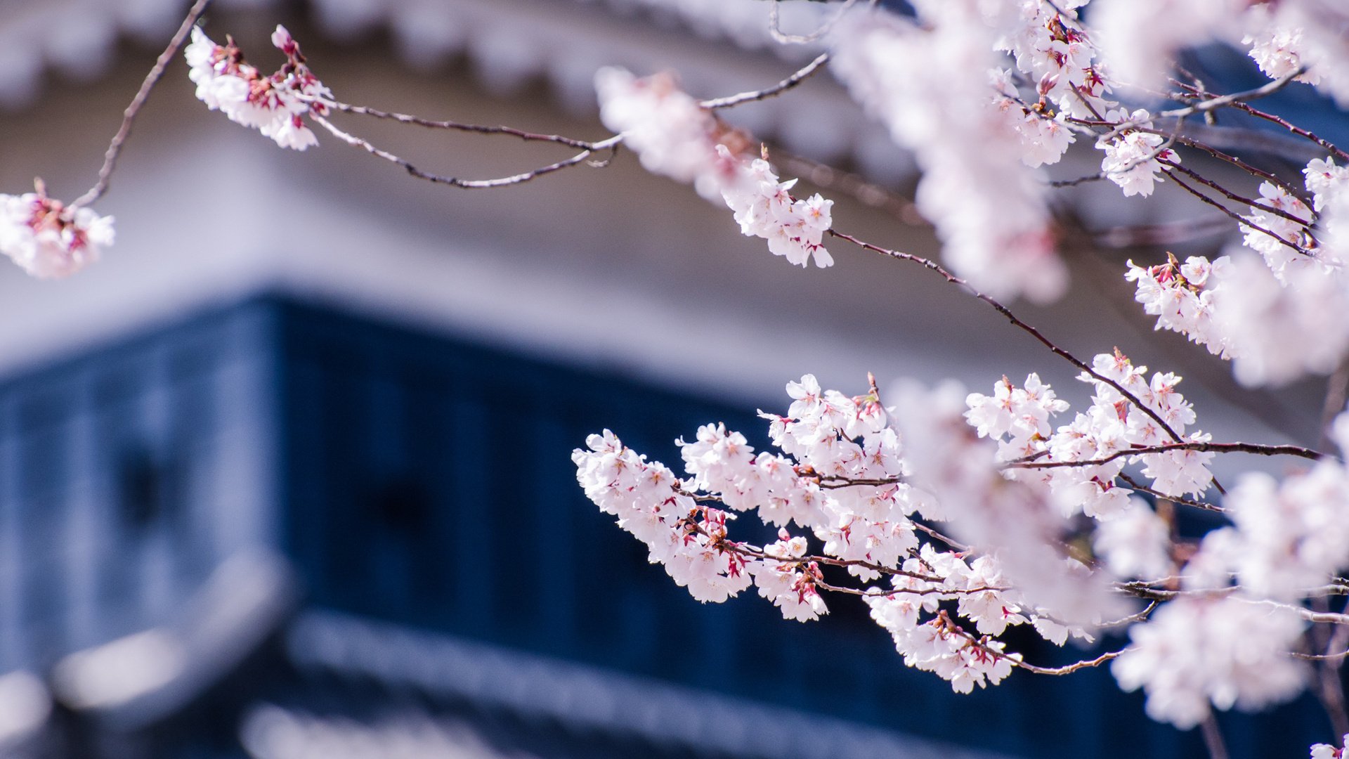 spring, Flower, Tree, Beauty Wallpapers HD / Desktop and Mobile Backgrounds