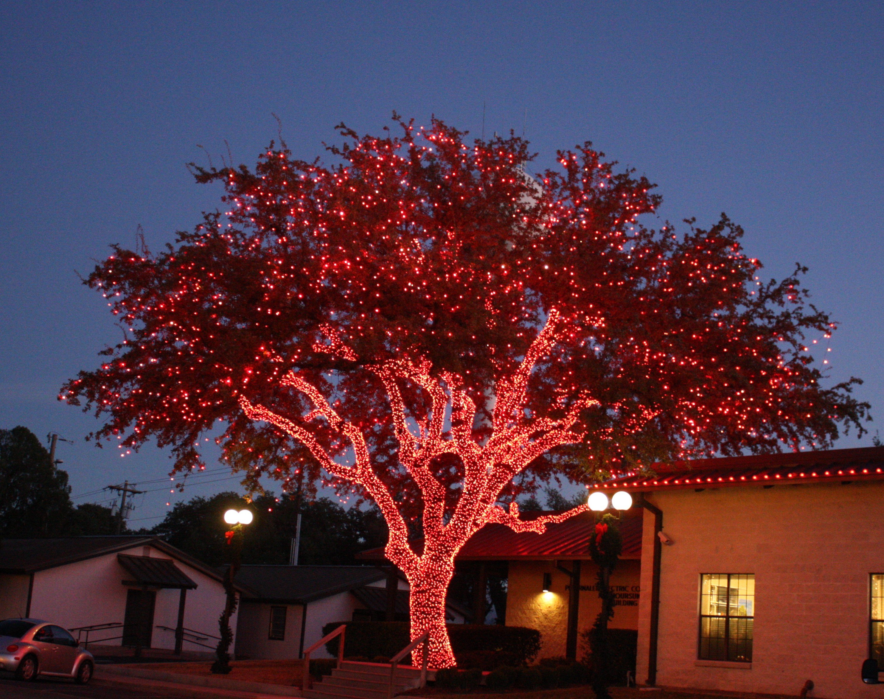 tree, Light, Beauty, Original, Photo, Beautiful Wallpapers HD / Desktop ...