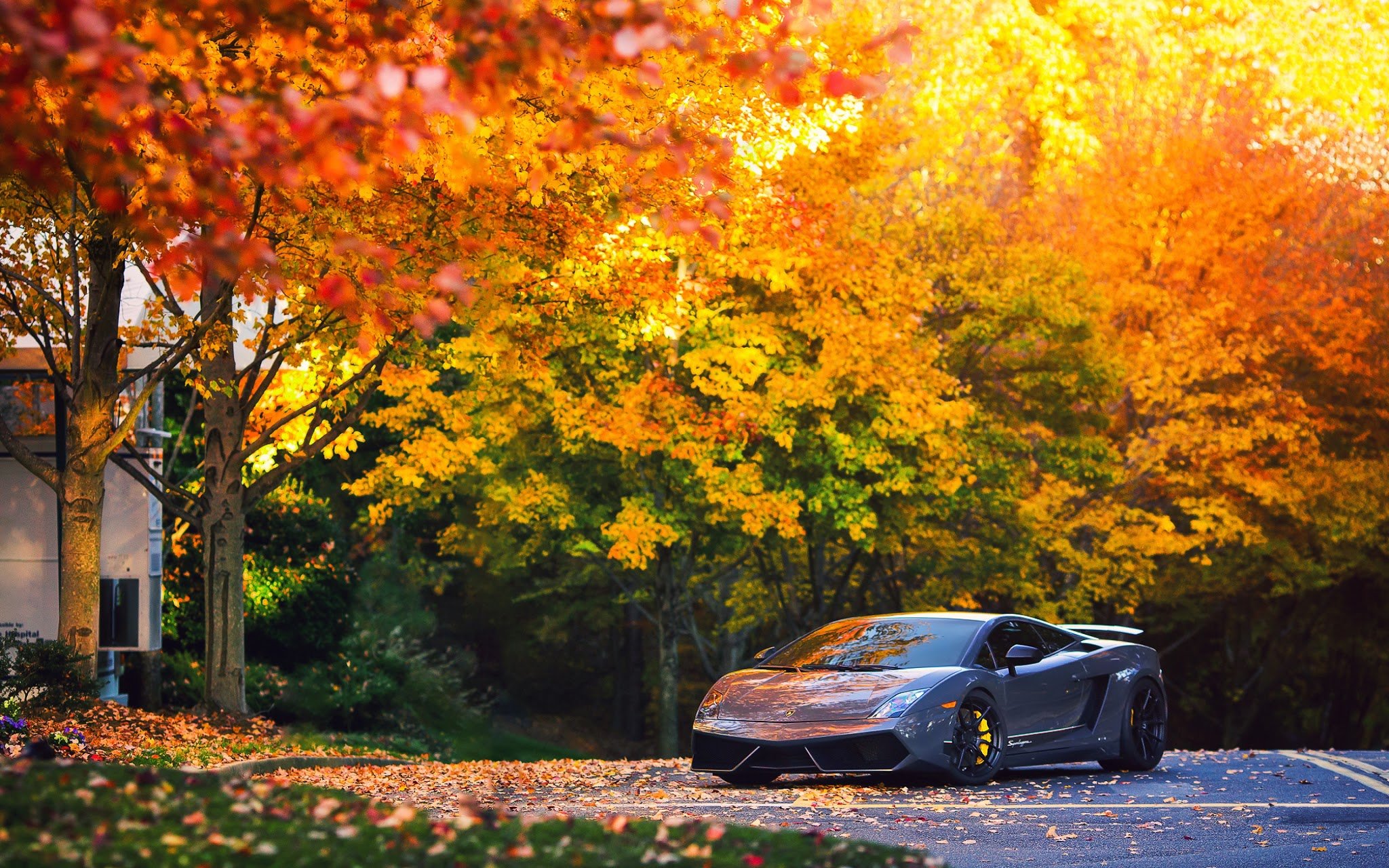 autumn, Fall, Landscape, Nature, Tree, Forest, Leaf, Leaves, Lamborgini ...