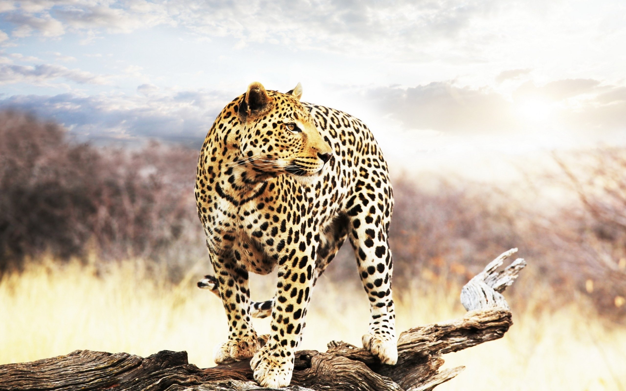 leopard, Looking, Into, The, Distance, Speck, Trees, Sky, Wild, Cats ...