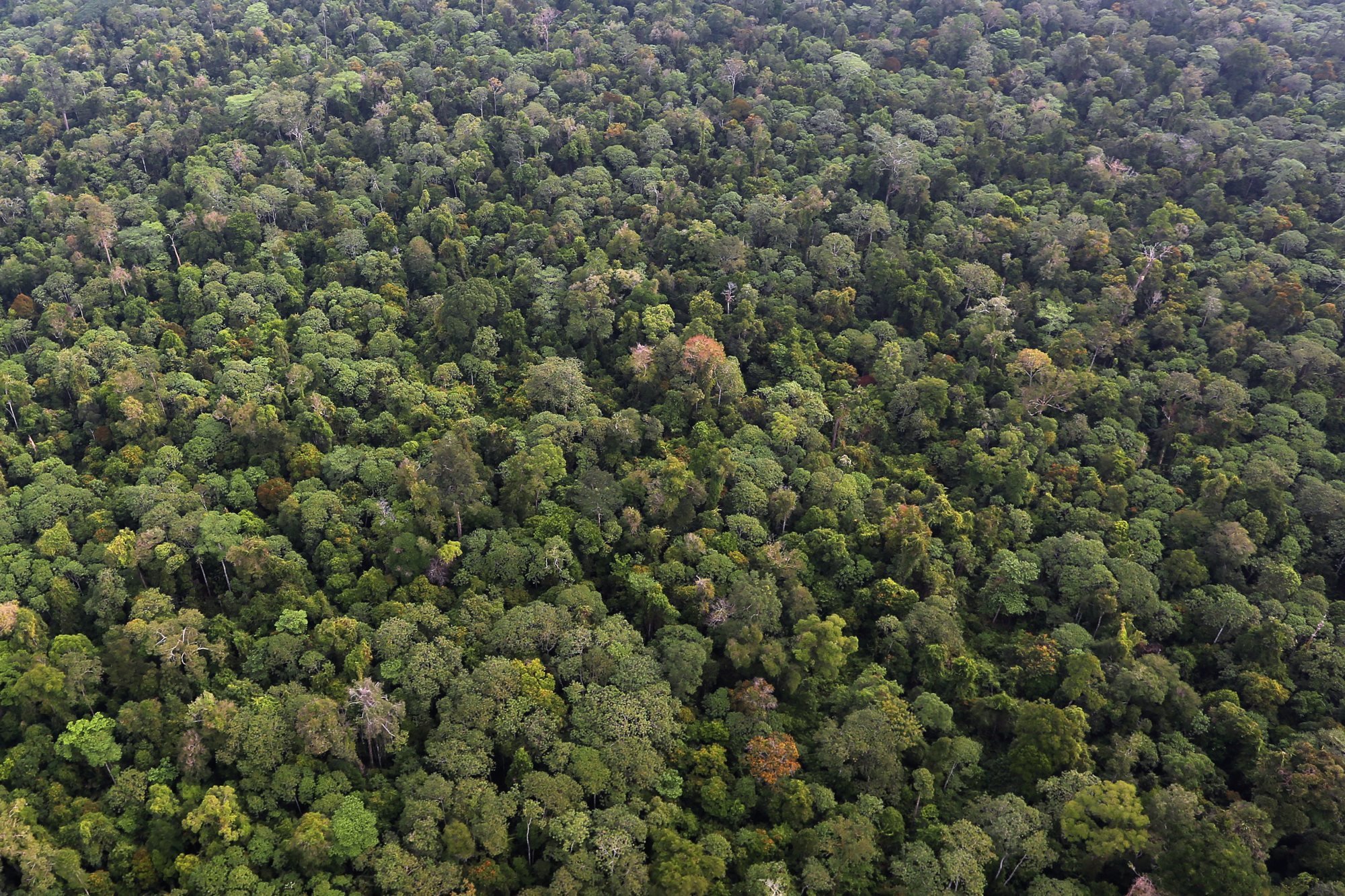 forest, Trees, Nature, Landscape, Tree, Autumn Wallpapers HD / Desktop ...