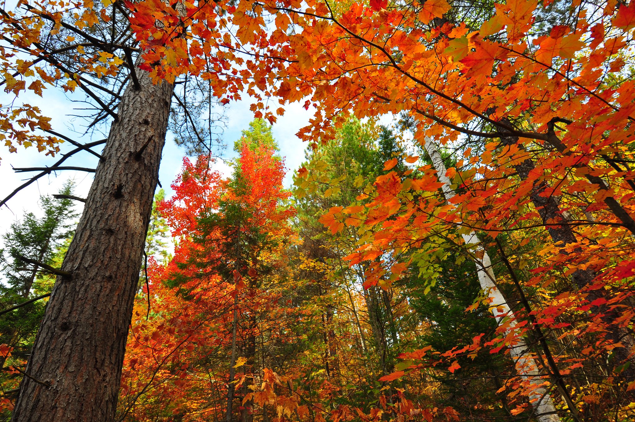 forest, Trees, Nature, Landscape, Tree, Autumn Wallpapers HD / Desktop ...