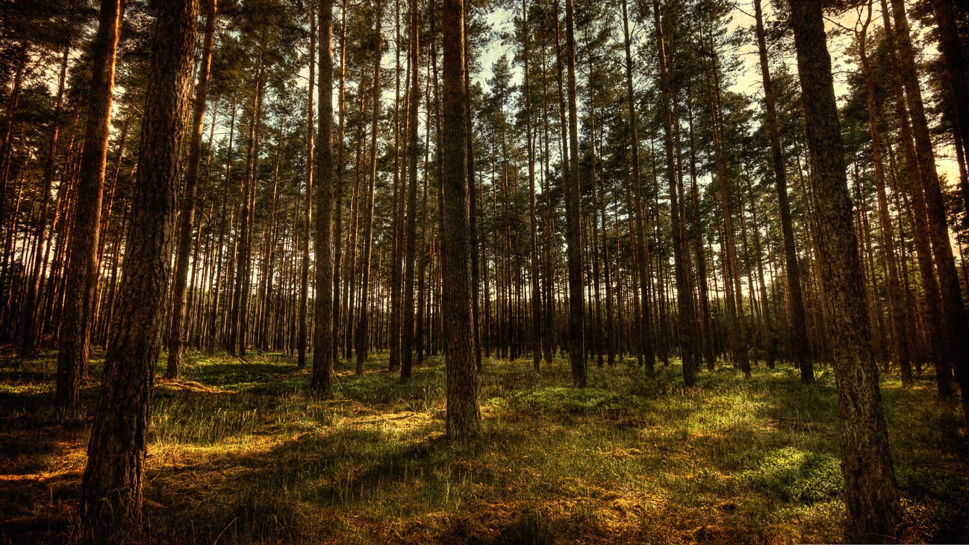 forest, Trees, Nature, Landscape, Tree Wallpapers HD / Desktop and ...