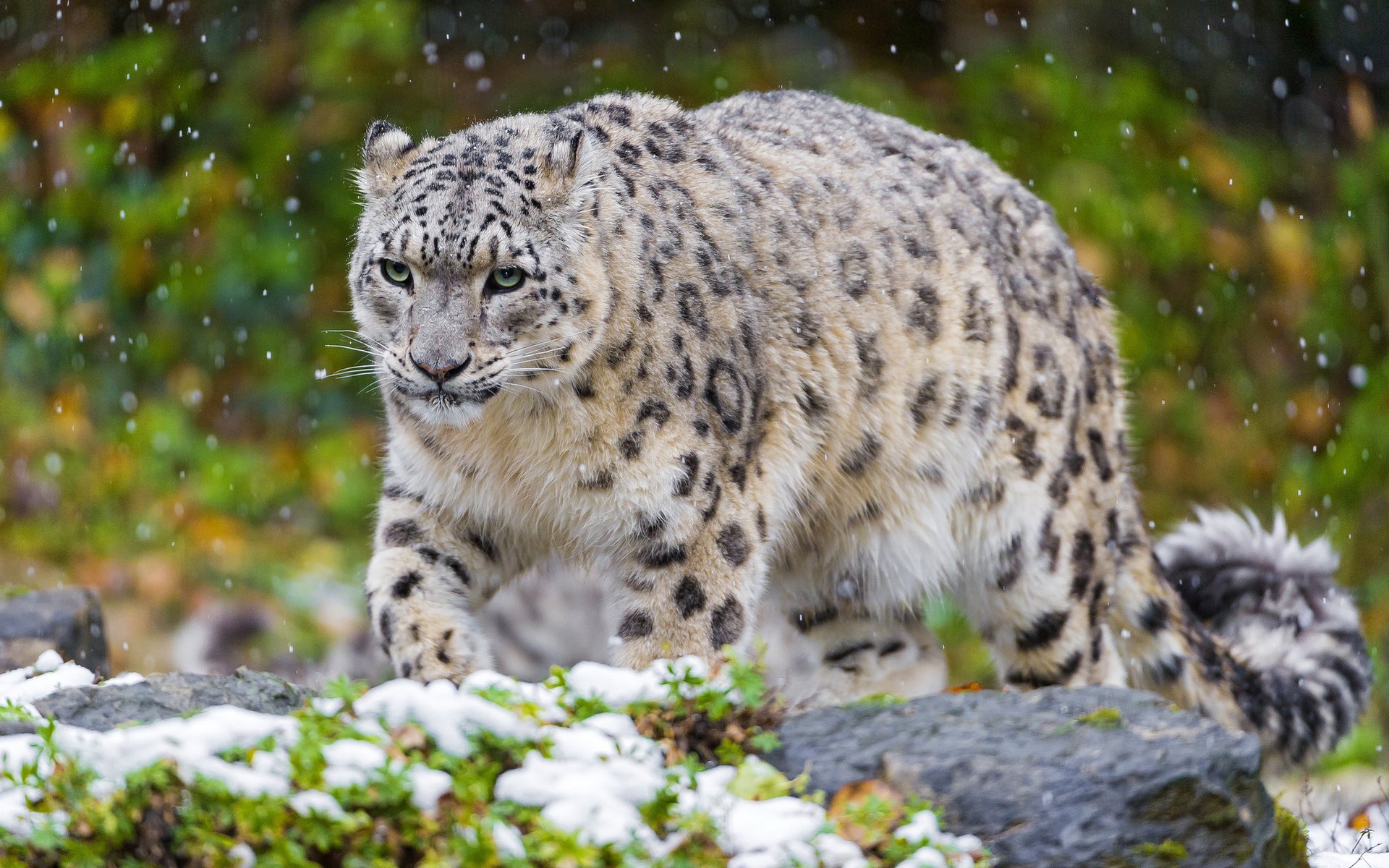 snow, Leopard, Predator Wallpapers HD / Desktop and Mobile Backgrounds