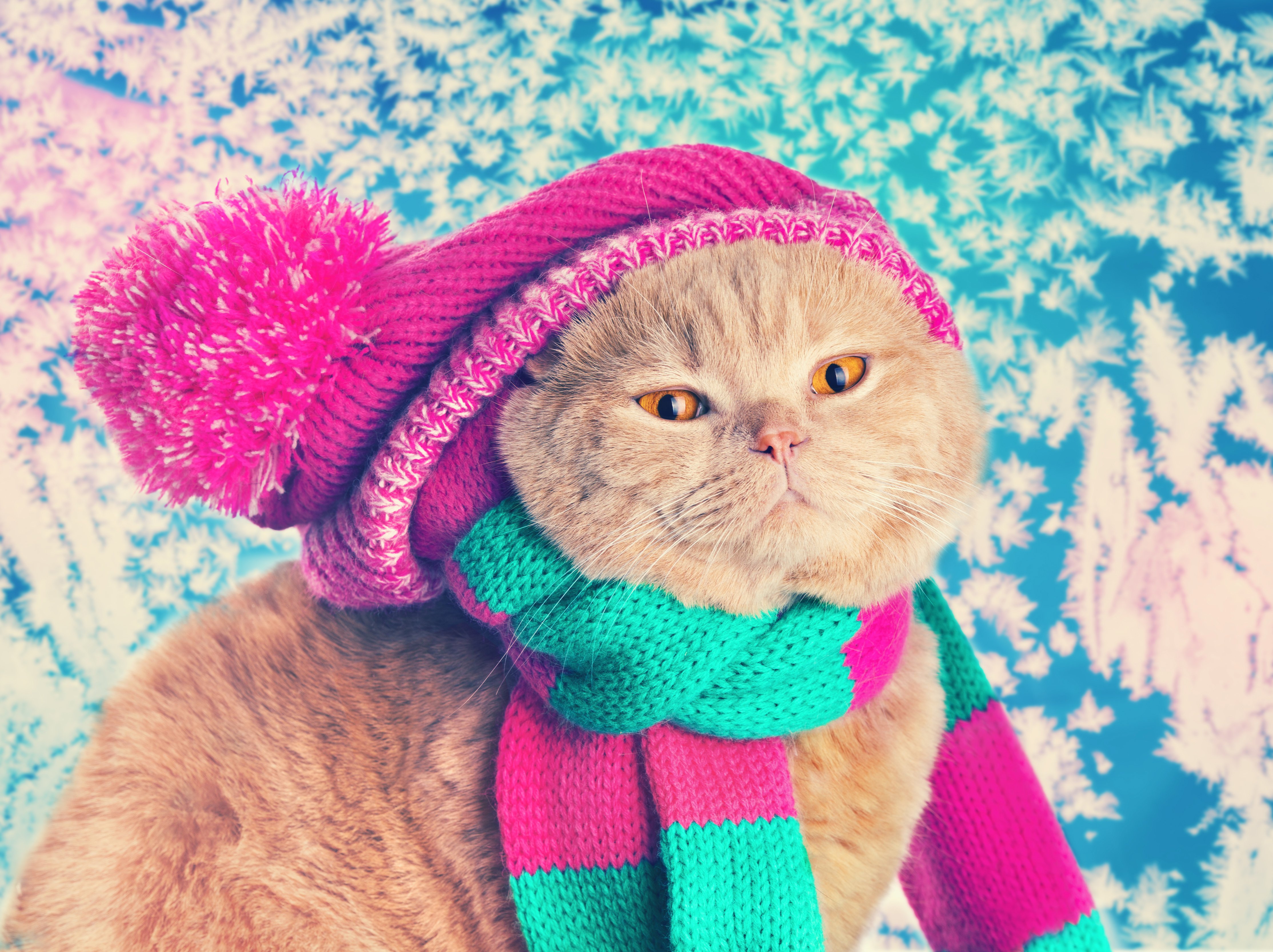 cats, Winter, Hat, Glance, Animals Wallpapers HD / Desktop and Mobile ...