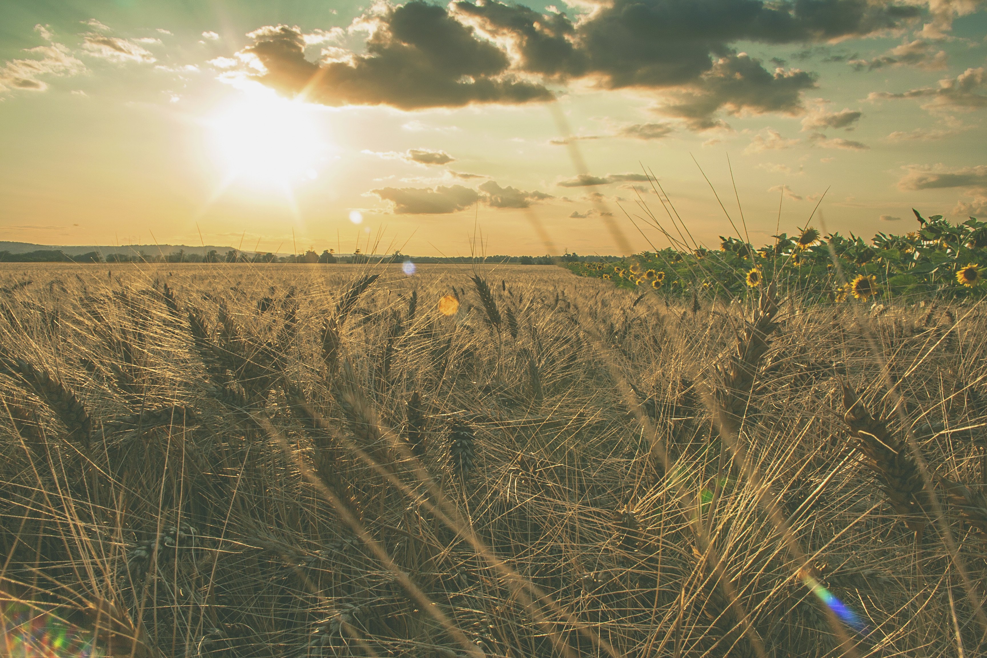 fields, Sky, Ear, Botany, Nature Wallpapers HD / Desktop and Mobile ...